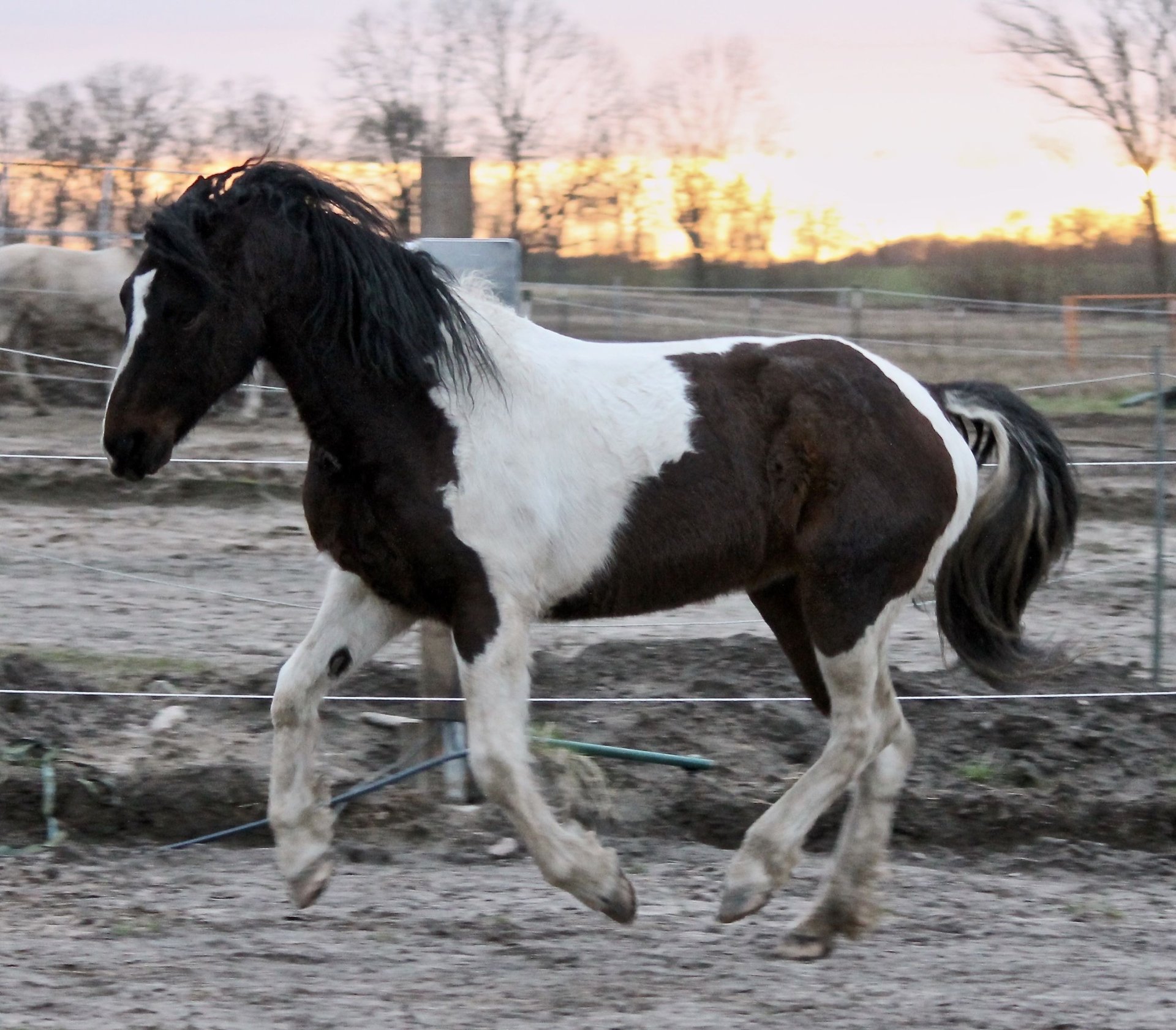 Curly horse Mare 8 years 15,1 hh Pinto in Altlandsberg