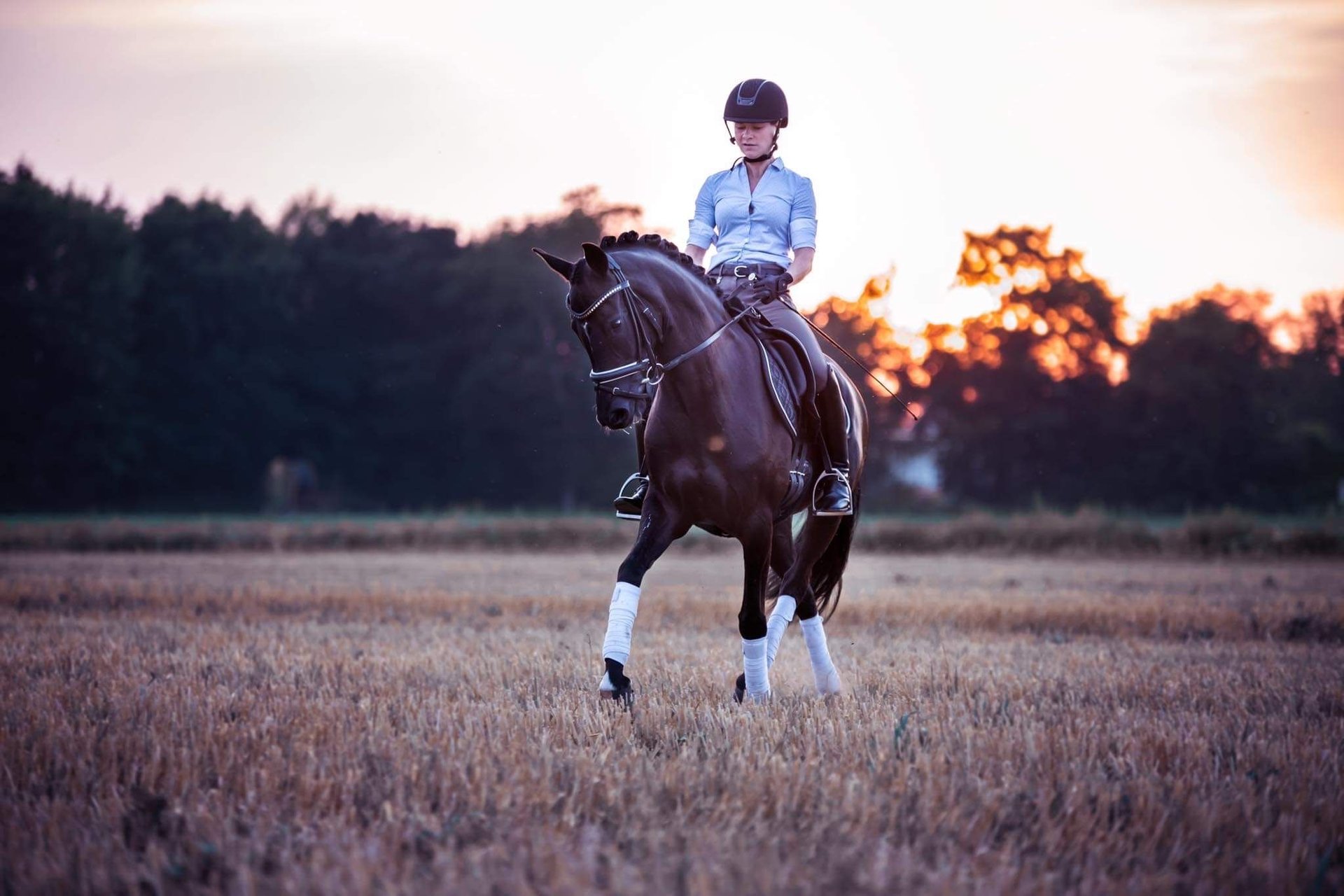 German Riding Pony Mare 12 years 14,2 hh Bay-Dark in Bakum