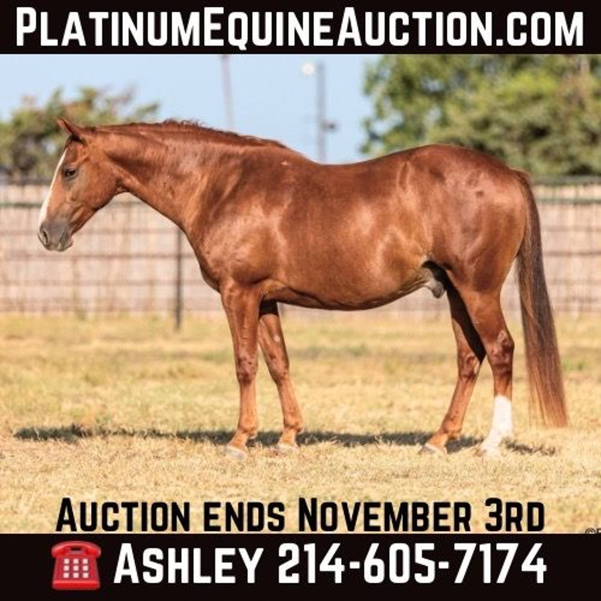 American Quarter Horse Gelding 8 years 15,1 hh Sorrel in Weatherford TX