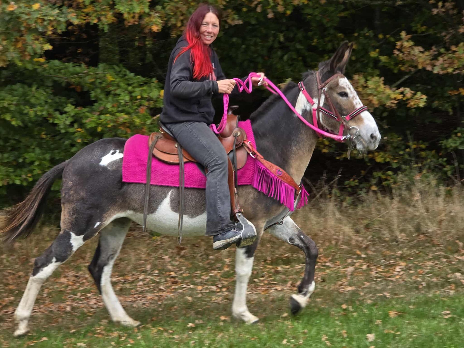 Muildier Merrie 13 Jaar 145 cm Gevlekt-paard in Linkenbach