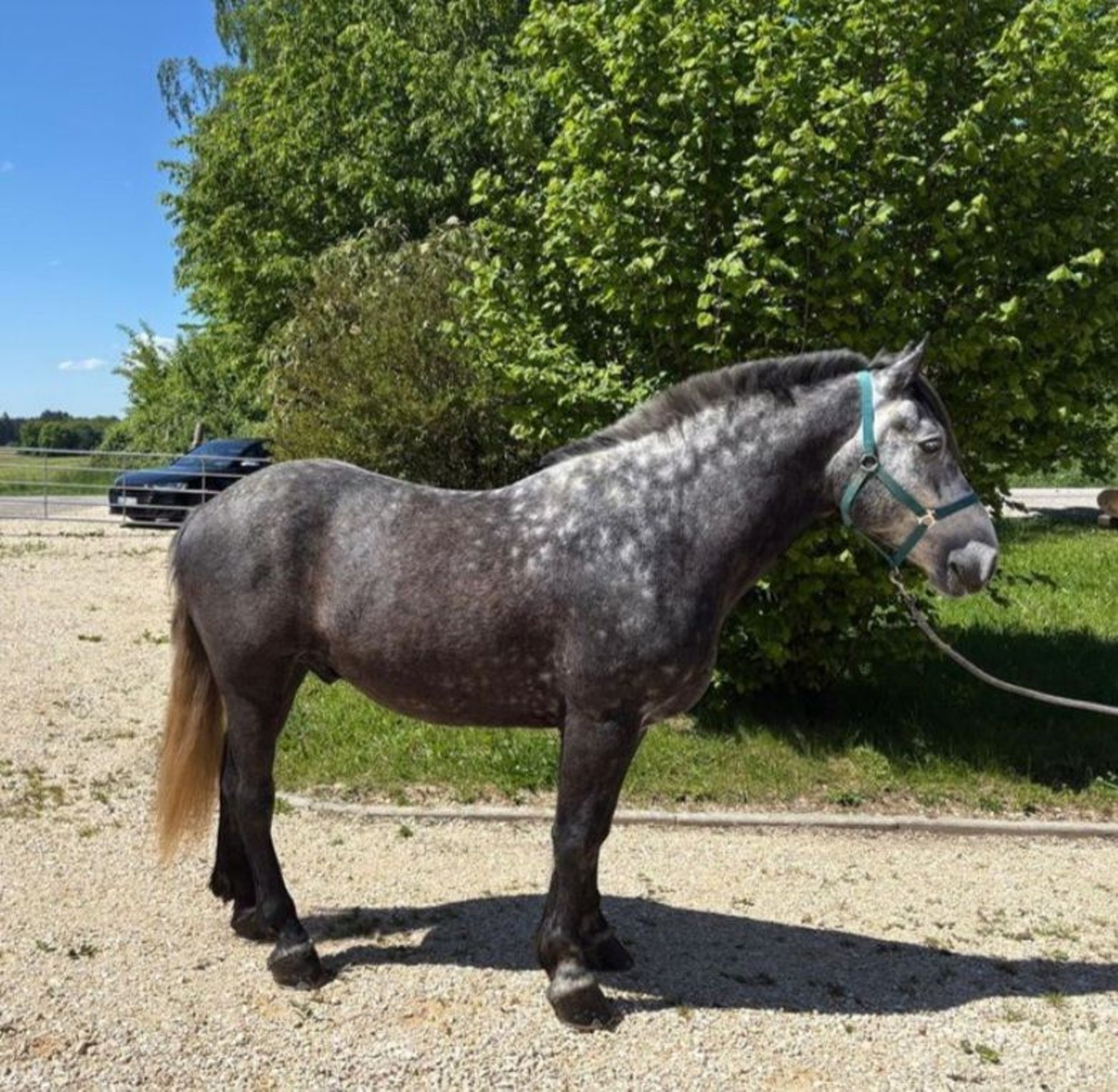 Polish Coldblood Gelding 5 years 15,3 hh Grey-Blue-Tan in Gutenzell-Hürbel