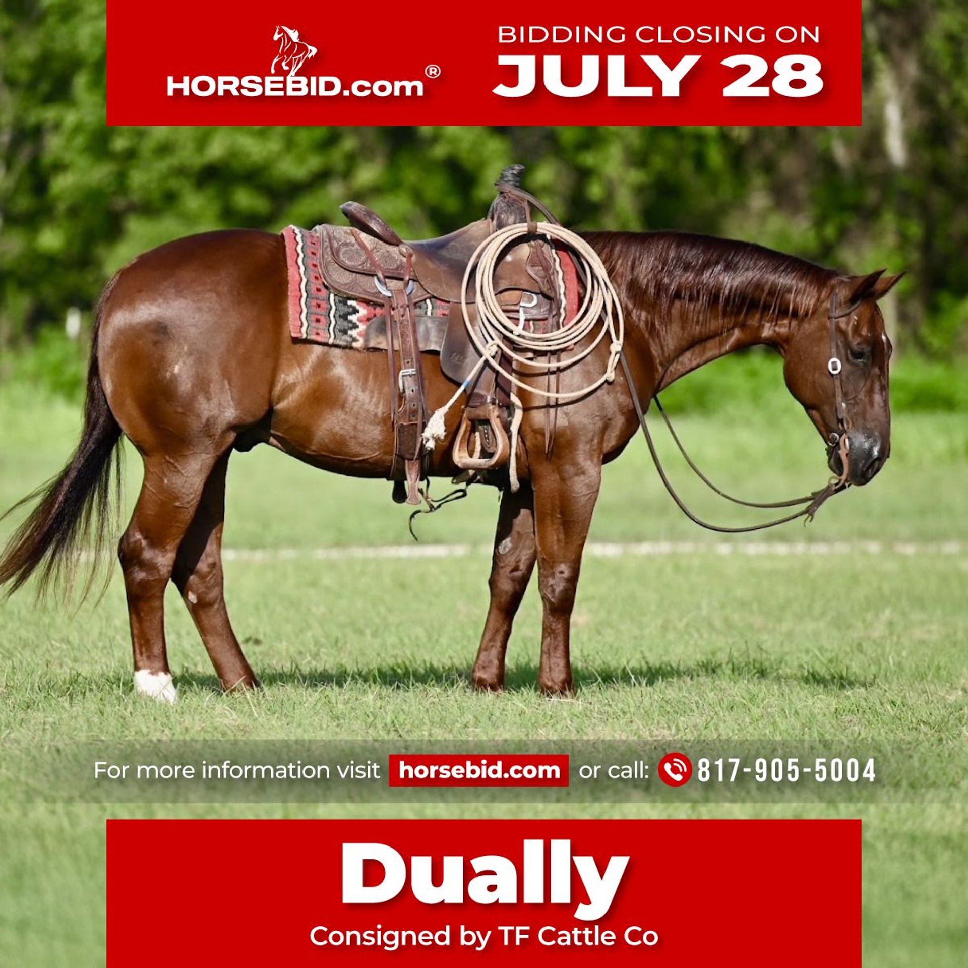 American Quarter Horse Gelding 9 years 14,3 hh Sorrel in Waco, TX