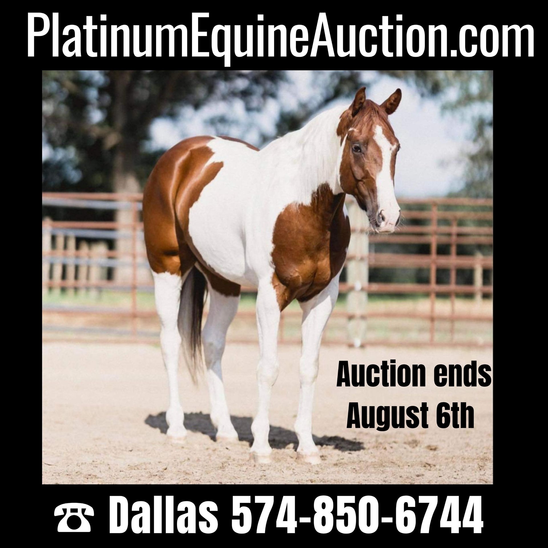 American Quarter Horse Gelding 7 years 15 hh Tobiano-all-colors in ...