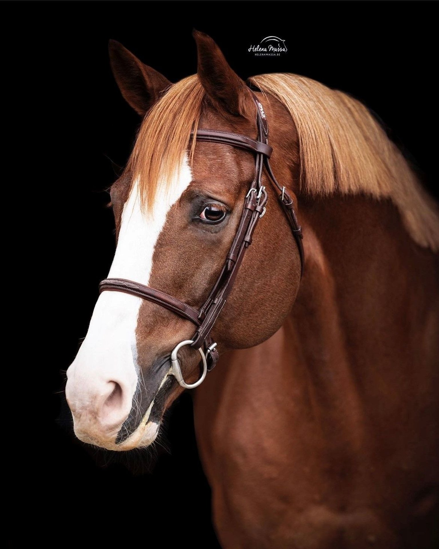 Selle Francais Hengst Dunkelfuchs in Lemwerder