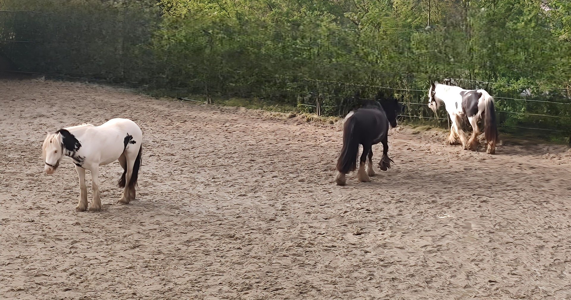 Tinker Merrie 3 Jaar 144 cm Zwart in Lage