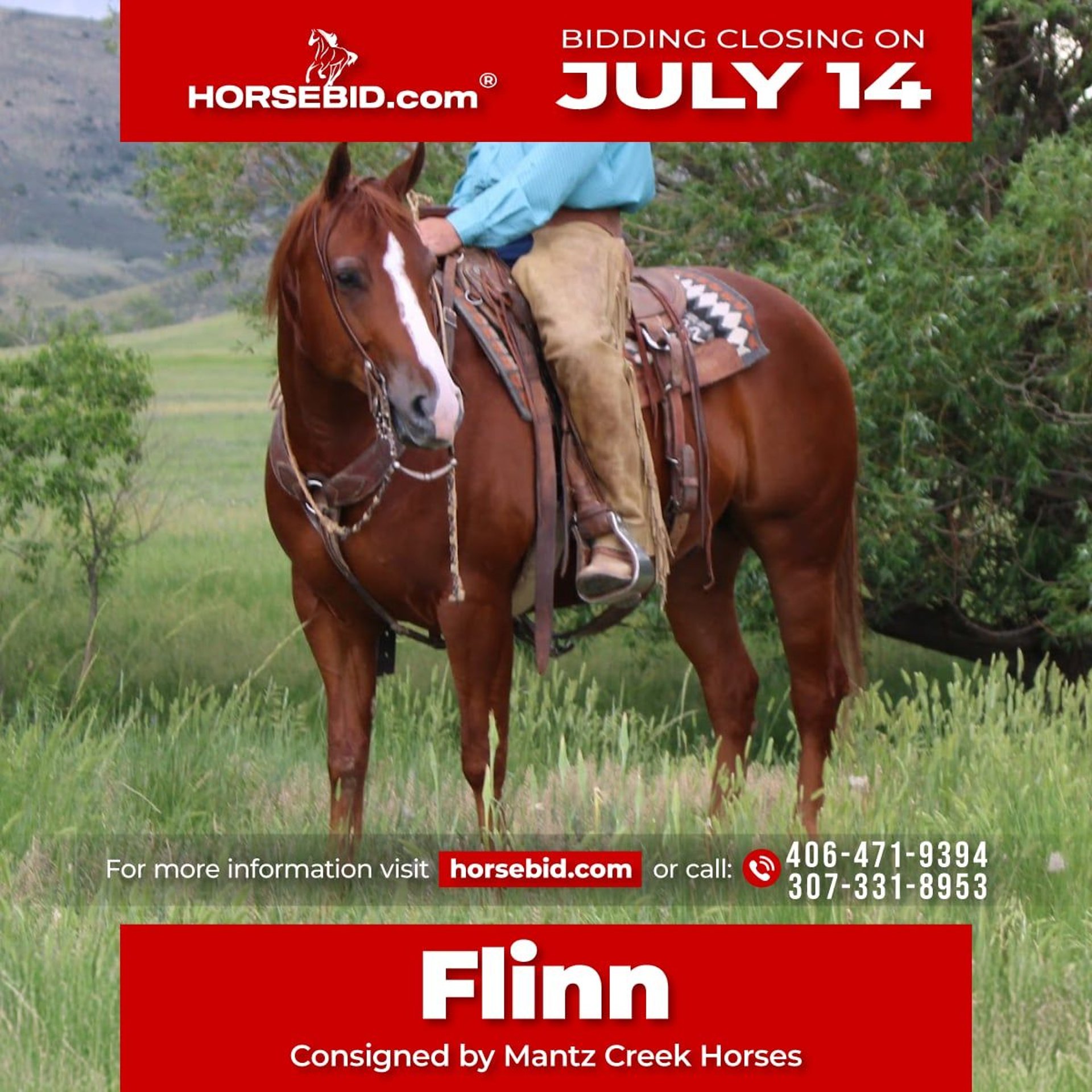 American Quarter Horse Gelding 6 years 15 hh Sorrel in Douglas, WY