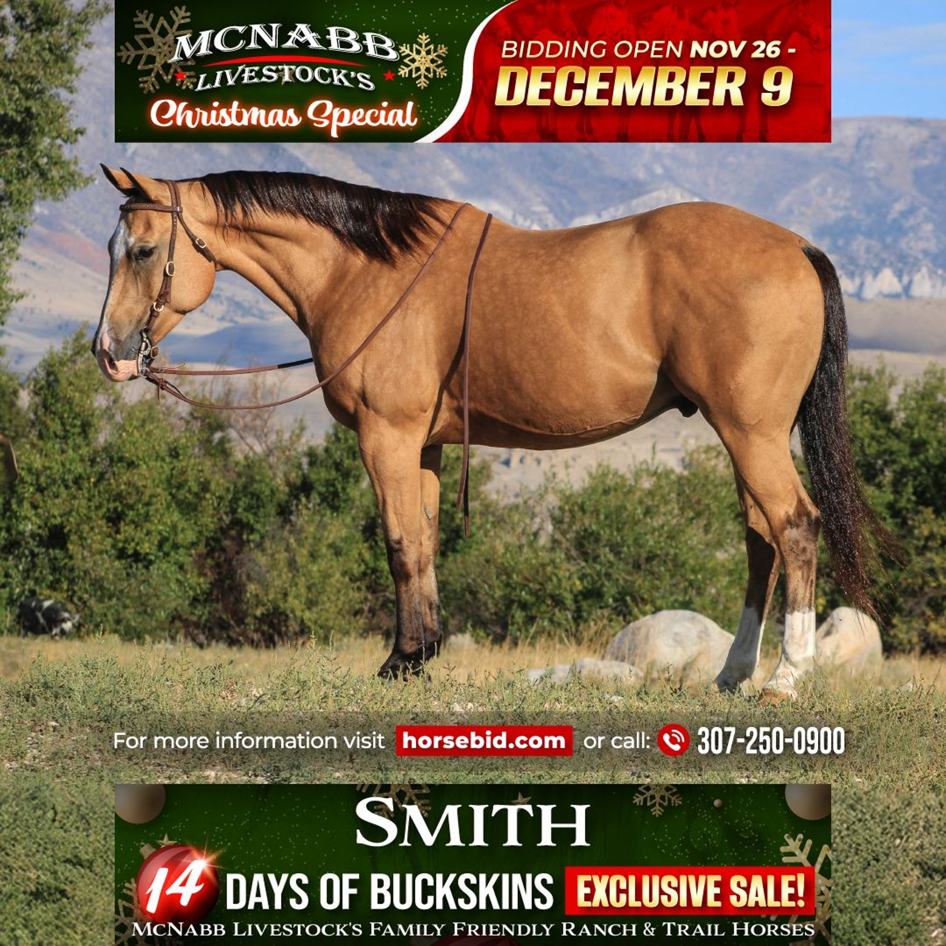 American Quarter Horse Wallach 10 Jahre 152 cm Buckskin in Cody WY