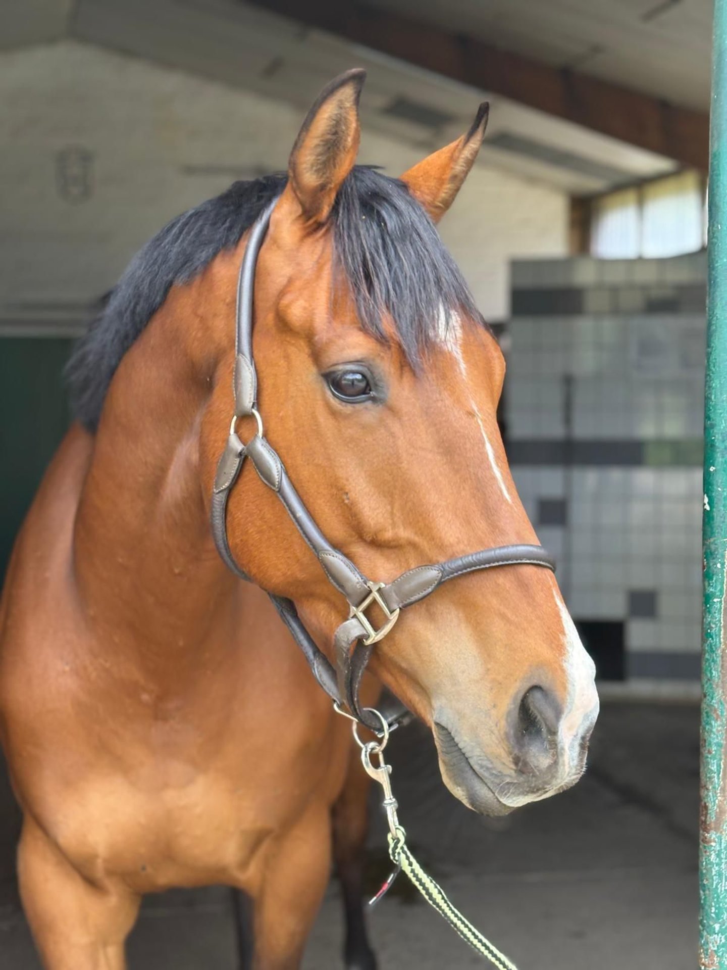 Irish Thoroughbred Gelding 5 years 16,1 hh Brown in Itzehoe