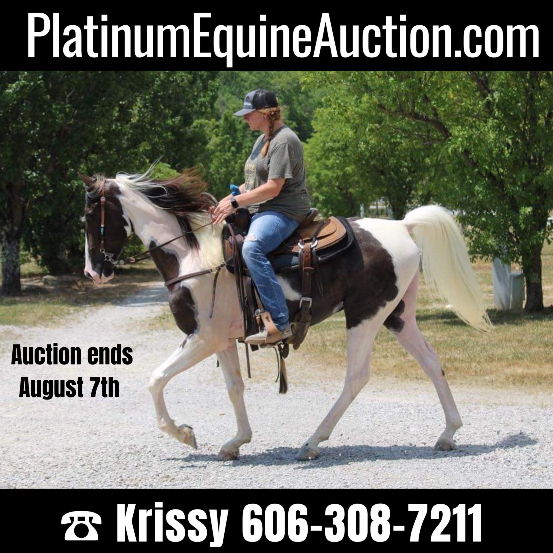 Tennessee Walking Horse Wallach 6 Jahre Tobiano-alle-Farben in Mount Vernon Ky