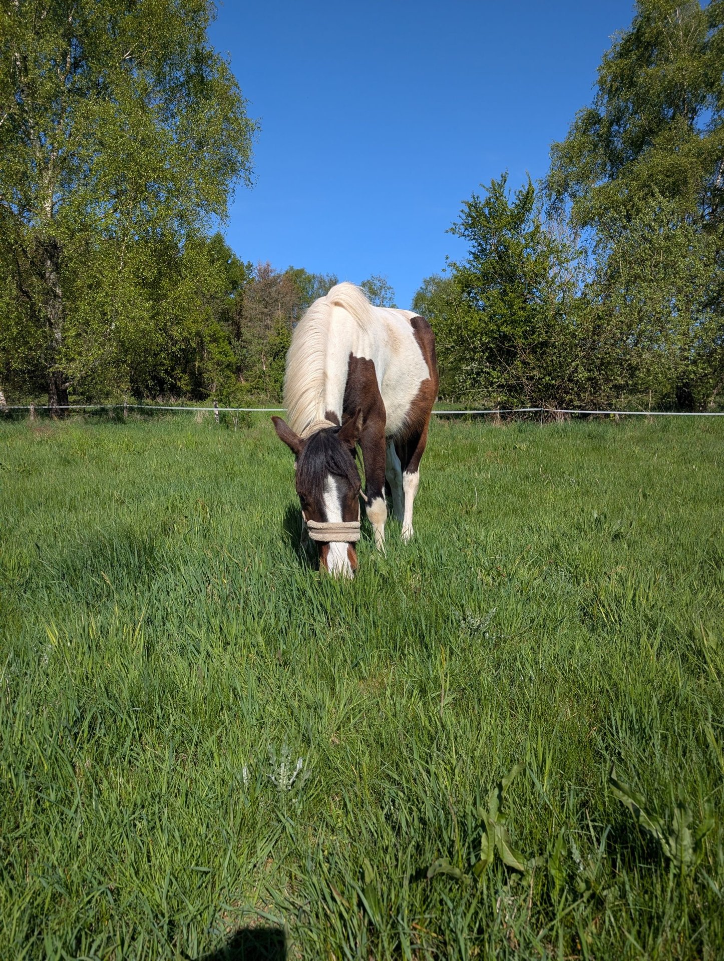 Lewitzer Mix Wallach 2 Jahre 140 cm Schecke in Jesteburg