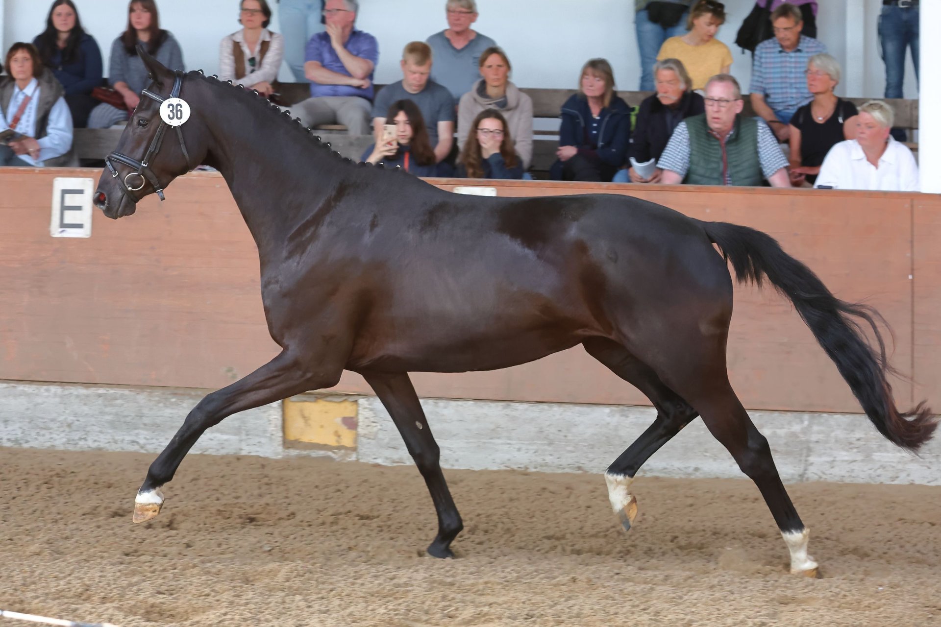 Trakehner Stute 4 Jahre 166 cm Rappe in Regesbostel