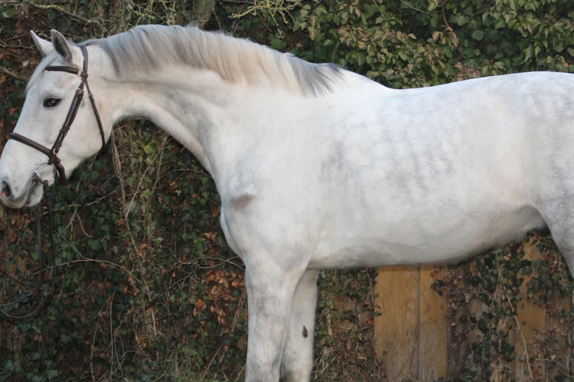 Mecklenburg Warmblood Gelding 8 years 17,2 hh Gray in Berlin