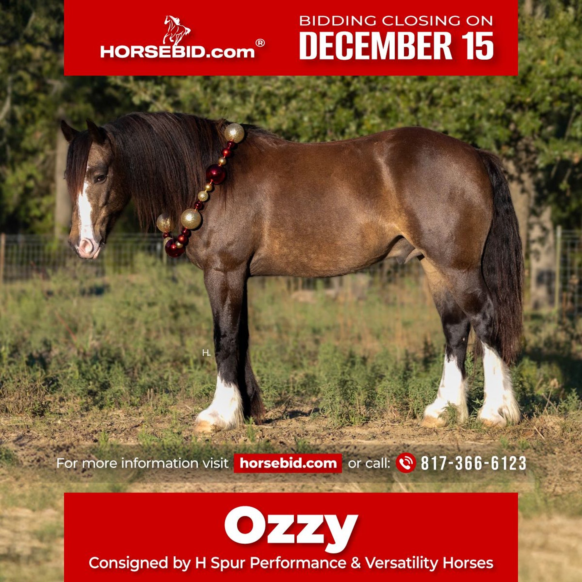 Gypsy Horse Mix Gelding 5 years 14,3 hh Buckskin in Weatherford