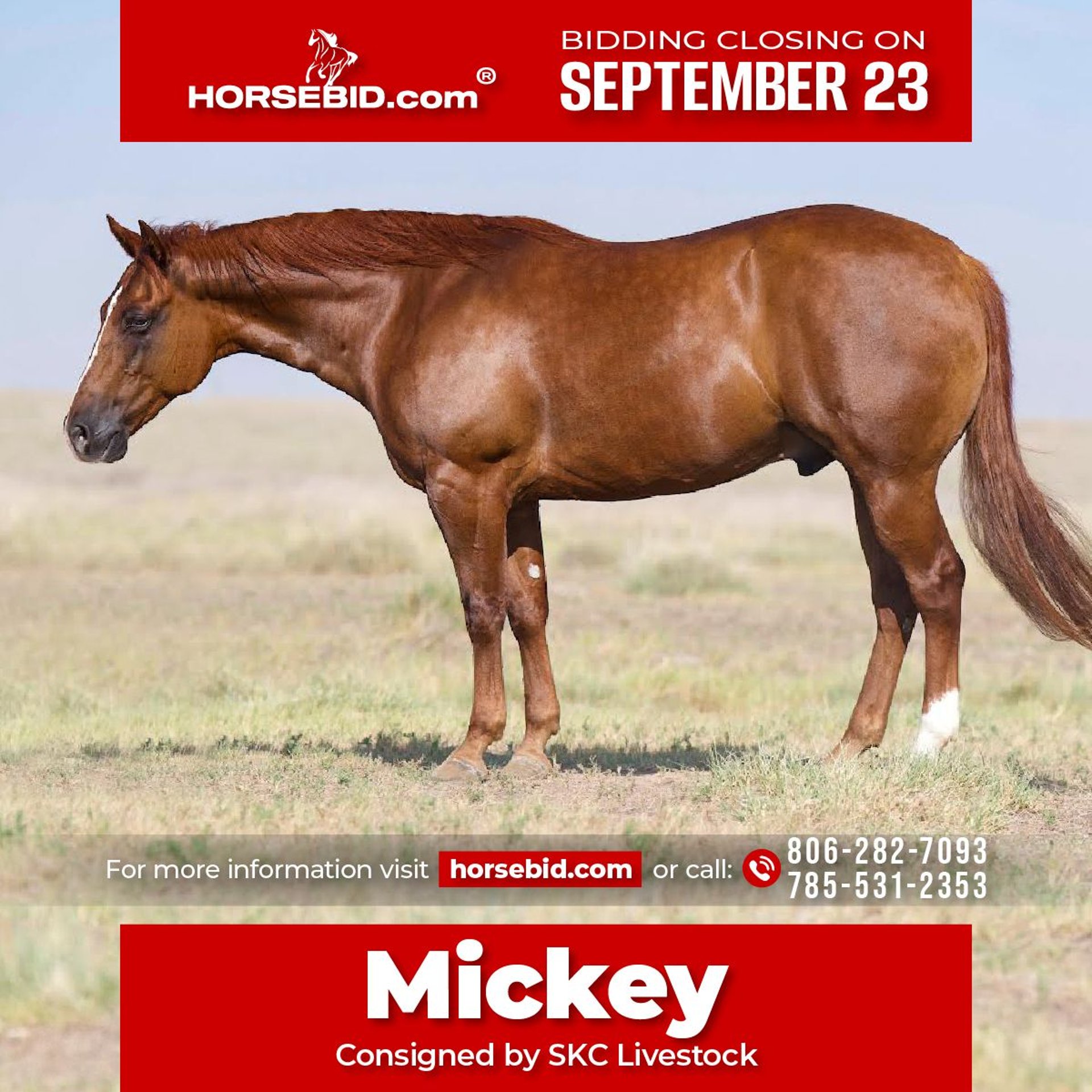 American Quarter Horse Gelding 9 years 14,3 hh Sorrel in Canyon, TX