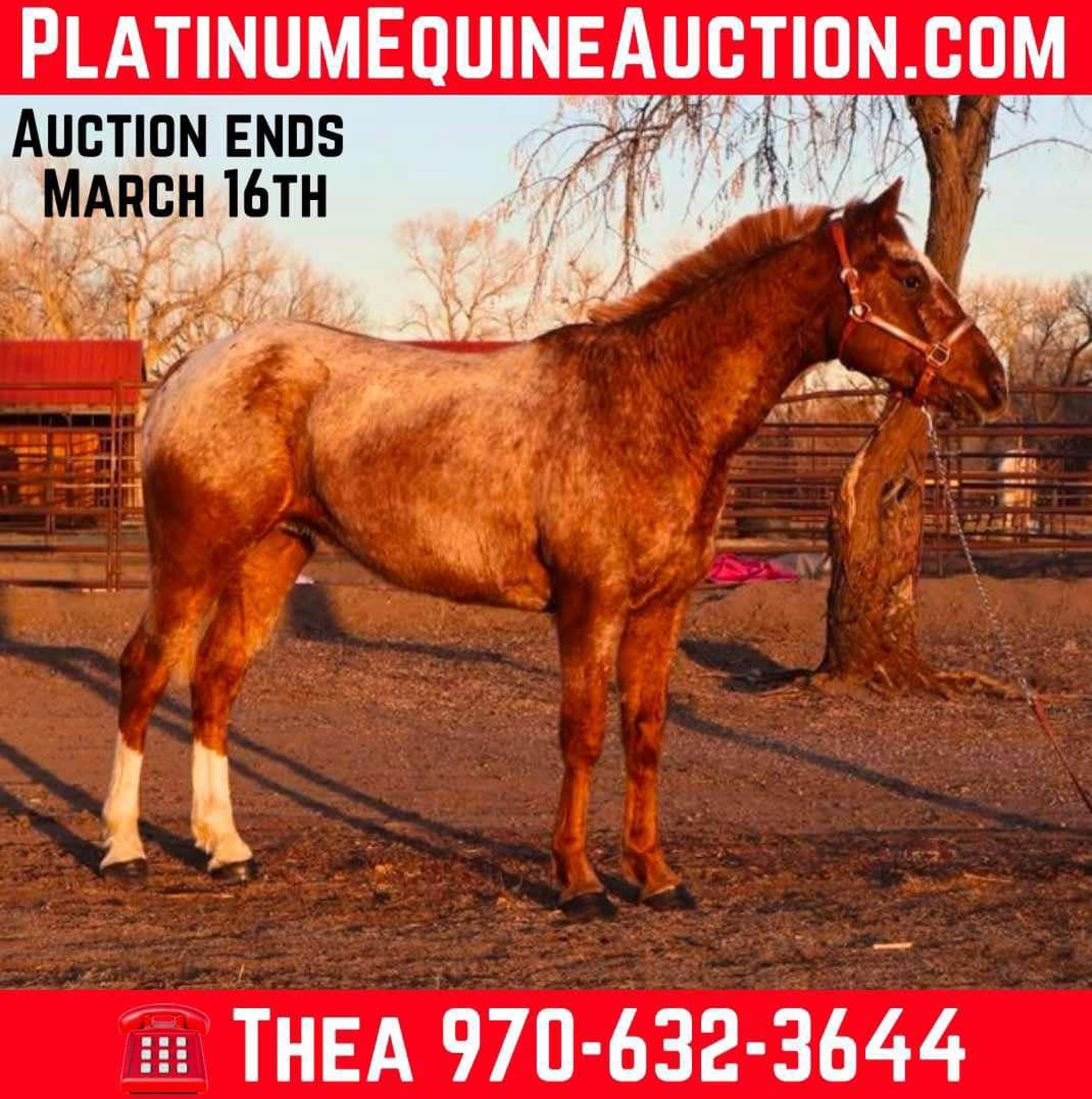 American Quarter Horse Gelding 6 years 14,2 hh Roan-Red in Fort Collins CO