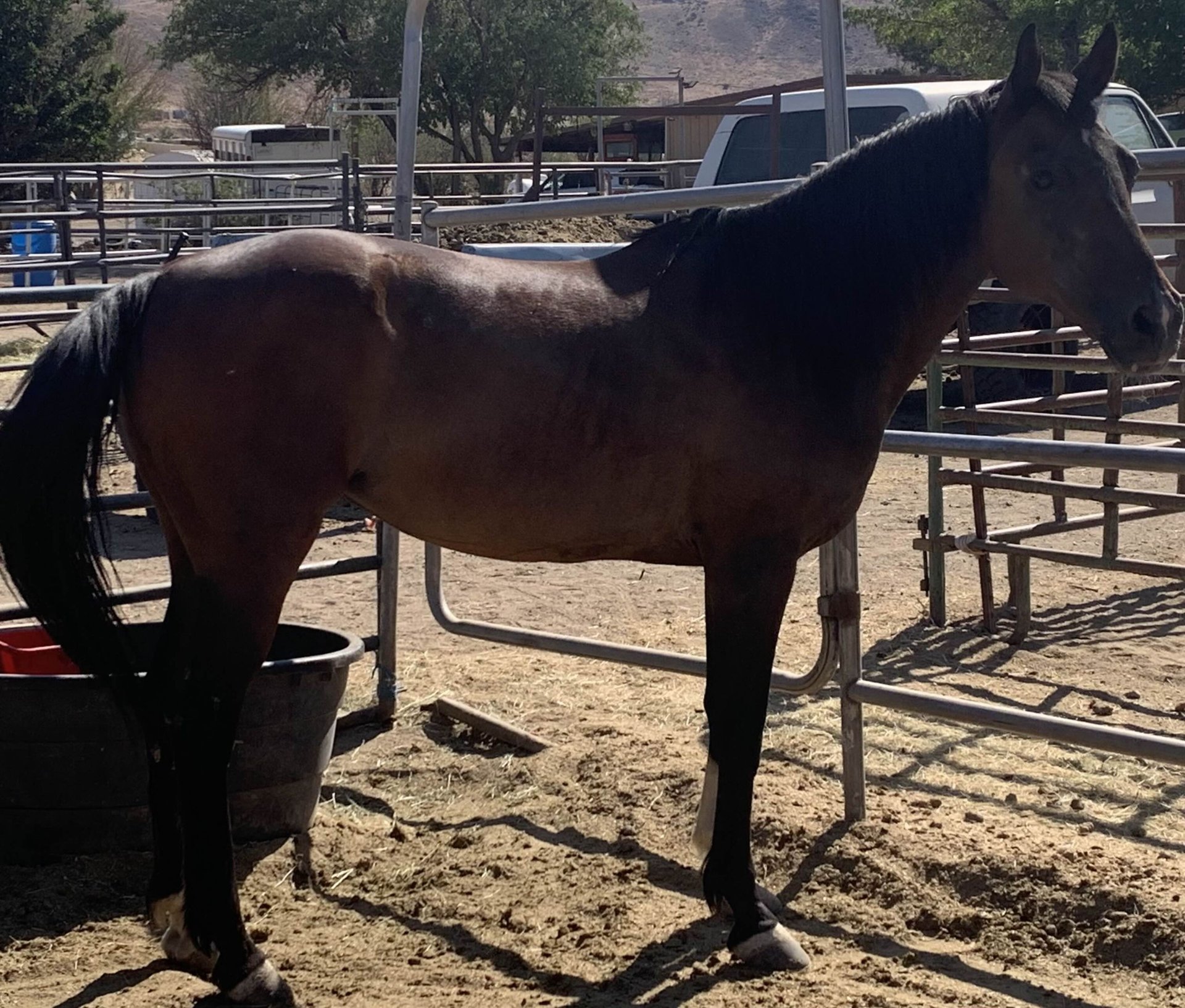 Vollblutaraber Mix Stute 17 Jahre 142 cm Brauner in Reno