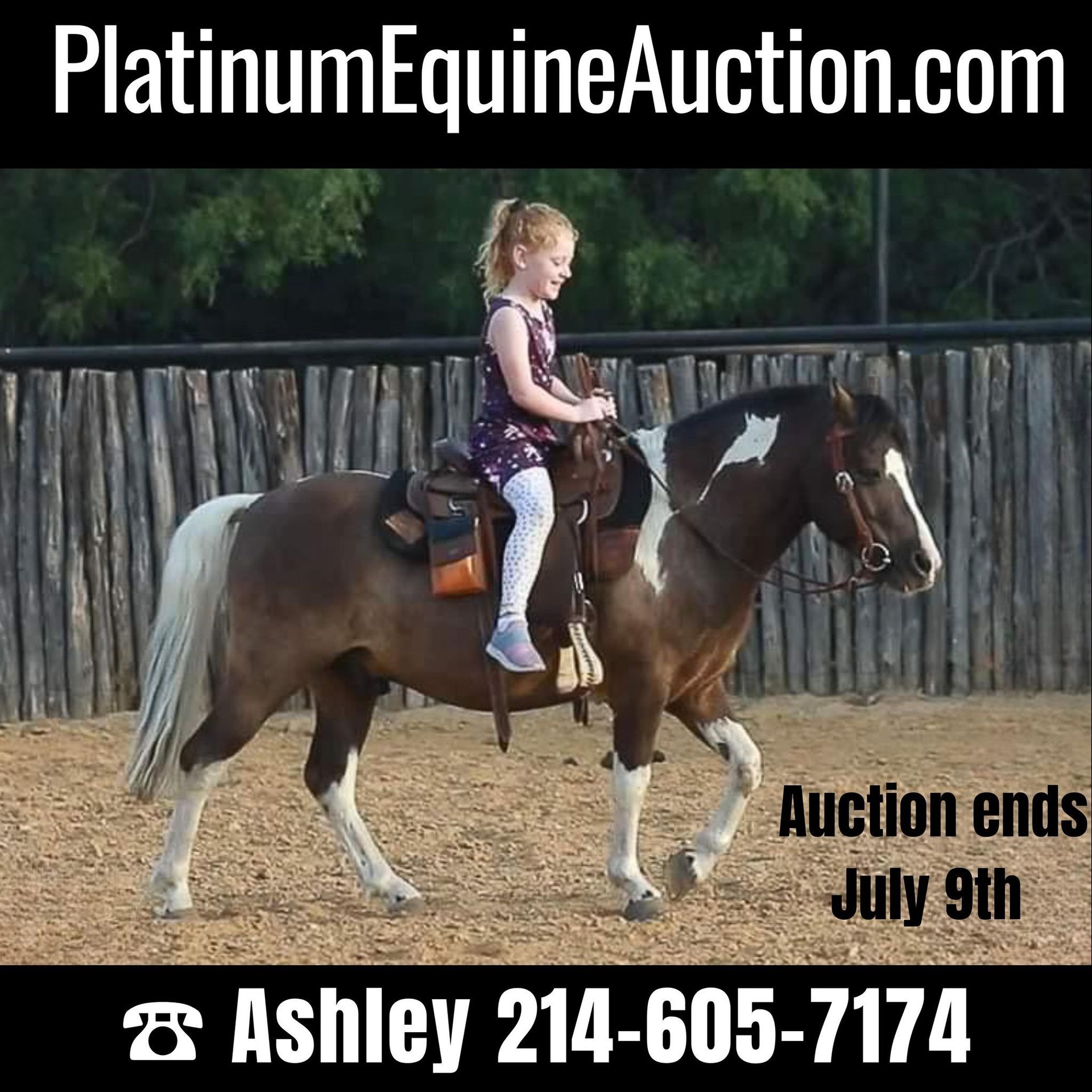 American Miniature Horse Gelding 10 years 11,2 hh Tobiano-all-colors in ...