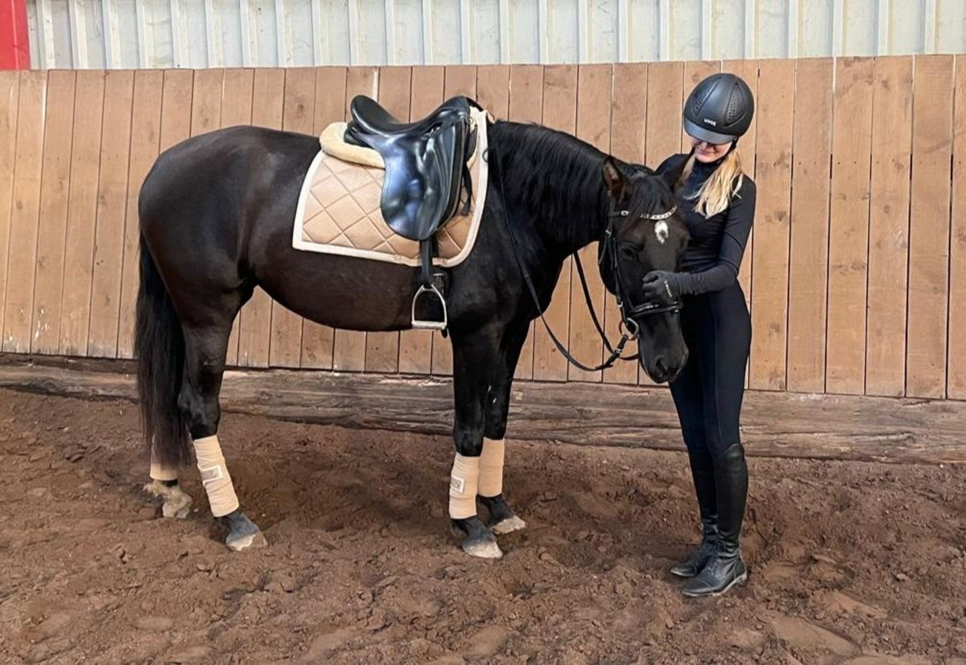 PRE Mare 5 years 15,3 hh Black in Drage