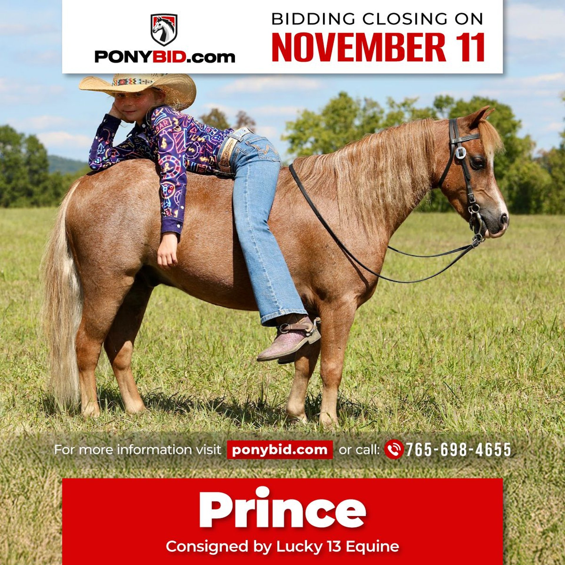 More ponies/small horses Gelding 5 years 10 hh Roan-Red in Mount Vernon