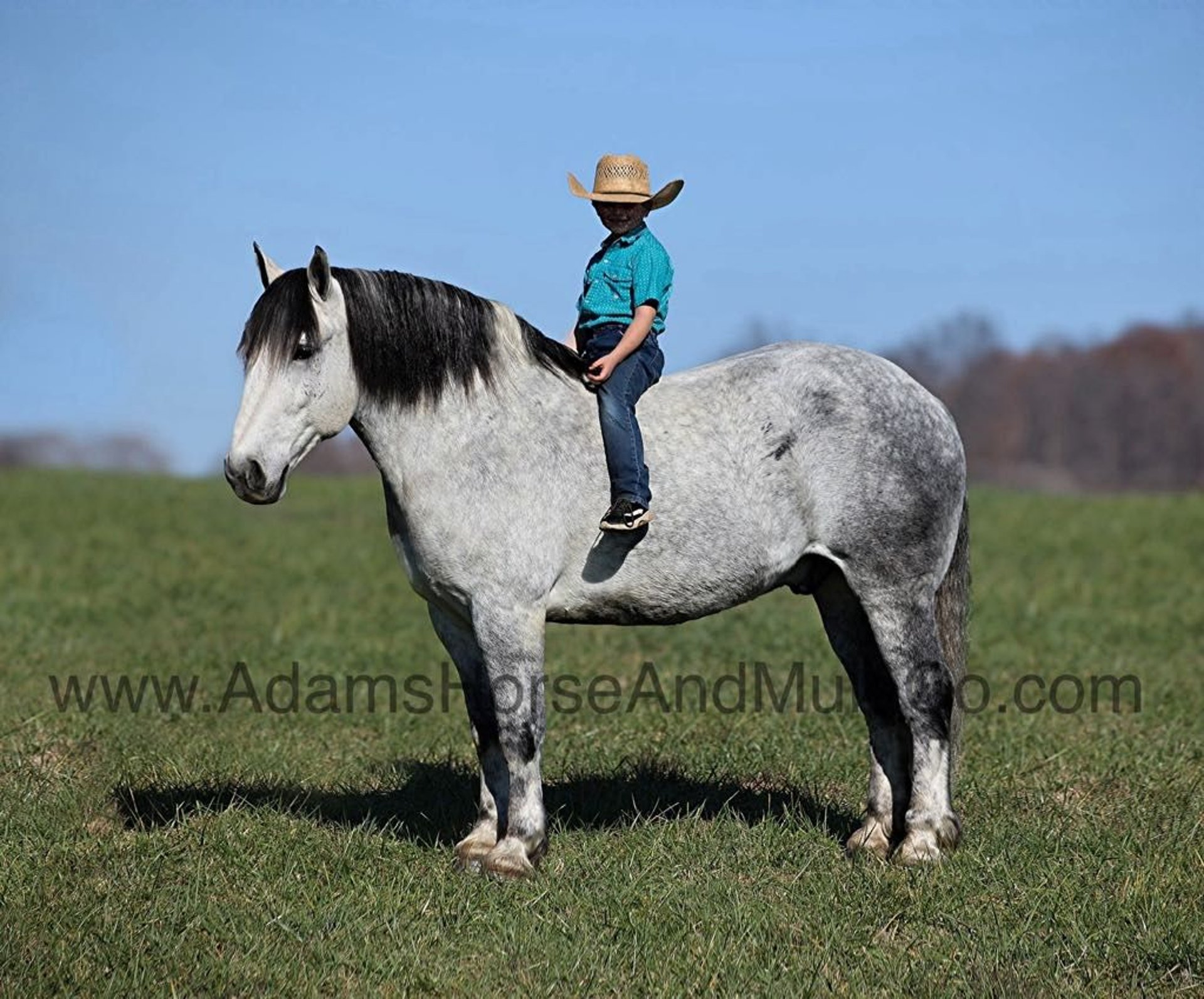 Percheron Gelding 11 years 16 hh Grey in Mount Vernon