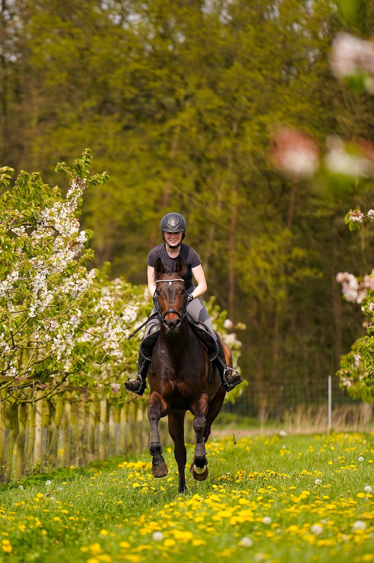 German Riding Horse Mare 9 years 16,2 hh Bay-Dark in Dorsten