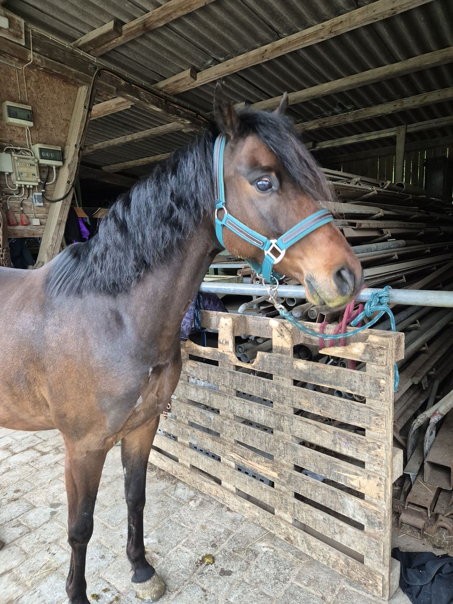 Deutsches Reitpony Wallach 9 Jahre 141 cm Dunkelbrauner in Dörzbach