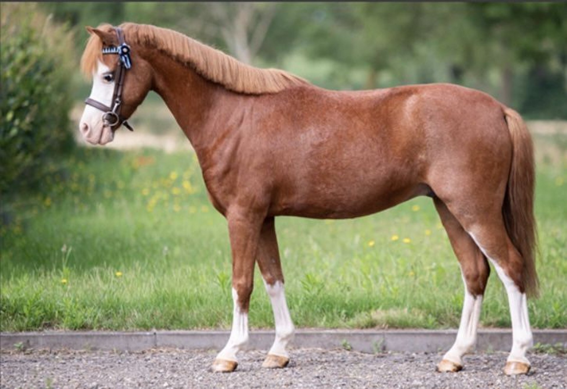 Kuc walijski sekcji A Wałach 14 lat 123 cm Kasztanowata in Rodewald