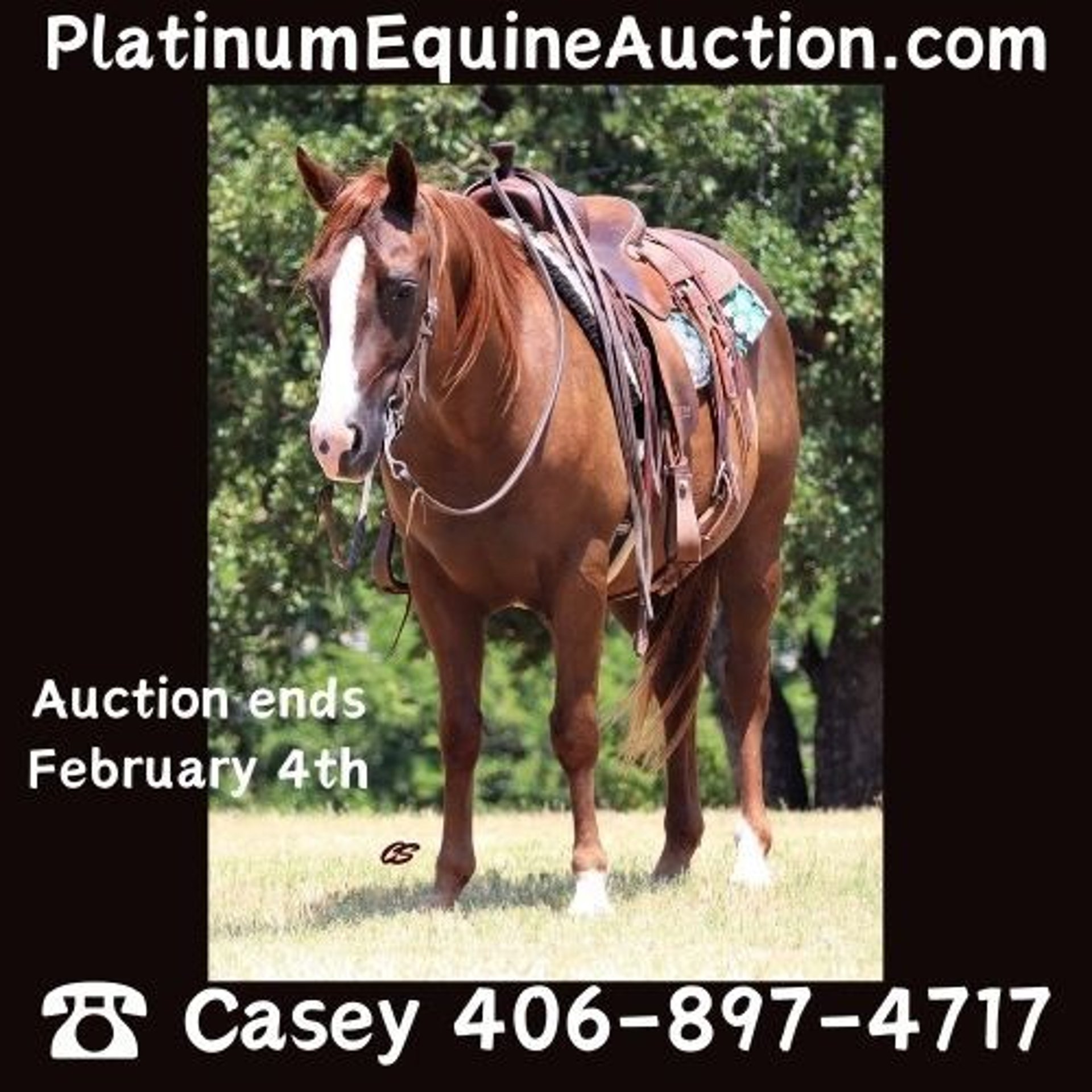 American Quarter Horse Gelding 11 years 14,2 hh Sorrel in Graham TX