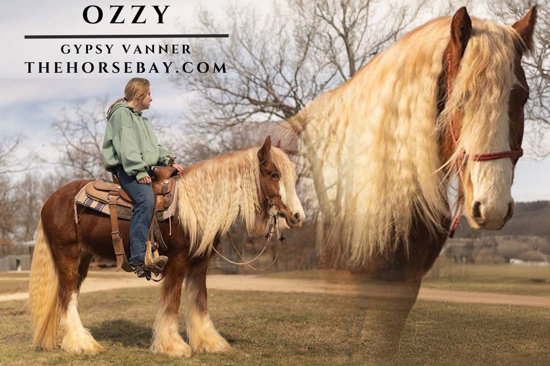 Gypsy Horse Stallion 3 years 13,3 hh Sorrel in Seymour, MO