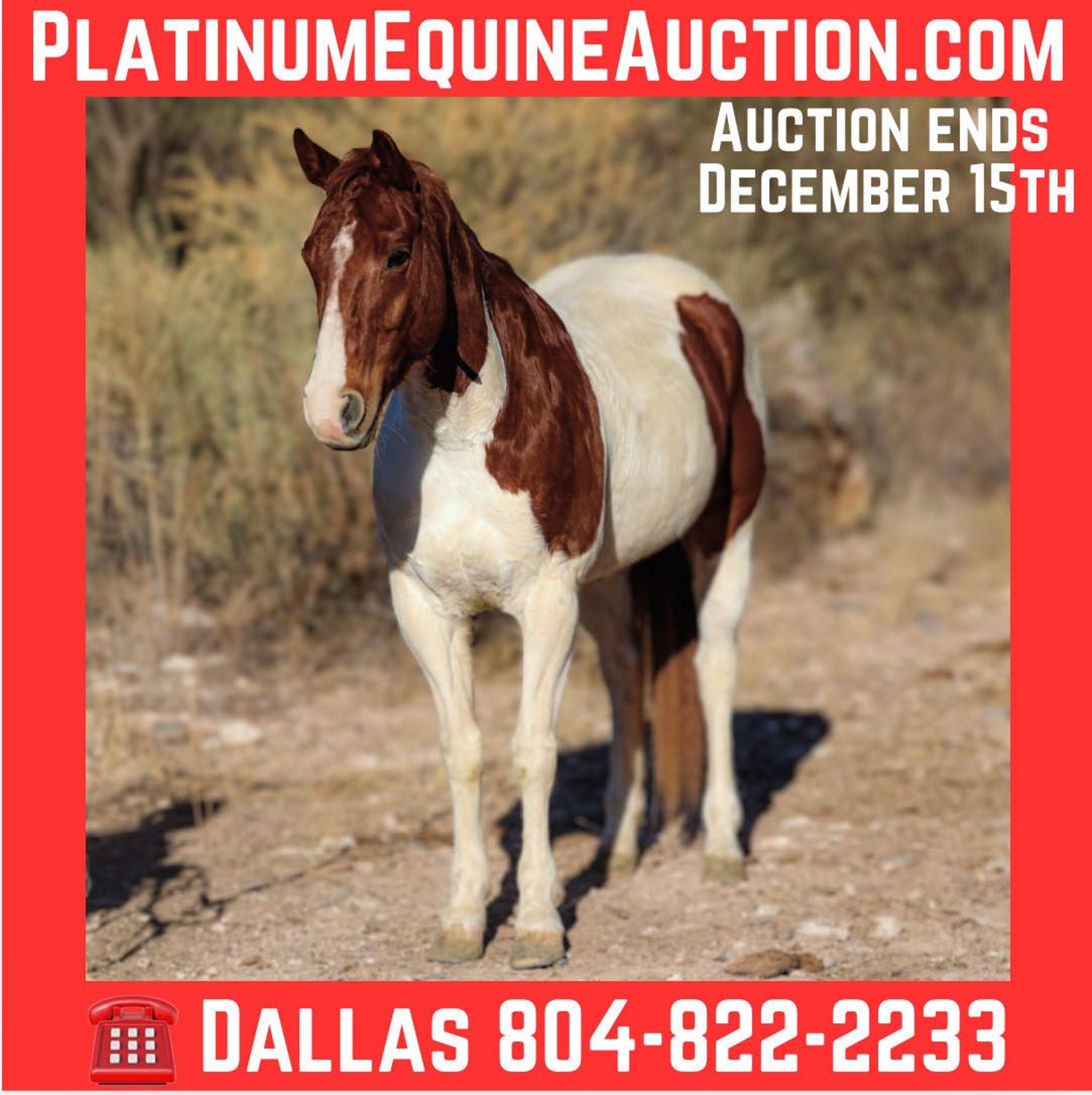 American Quarter Horse Gelding 9 years 15 hh Tobiano-all-colors in Camp ...