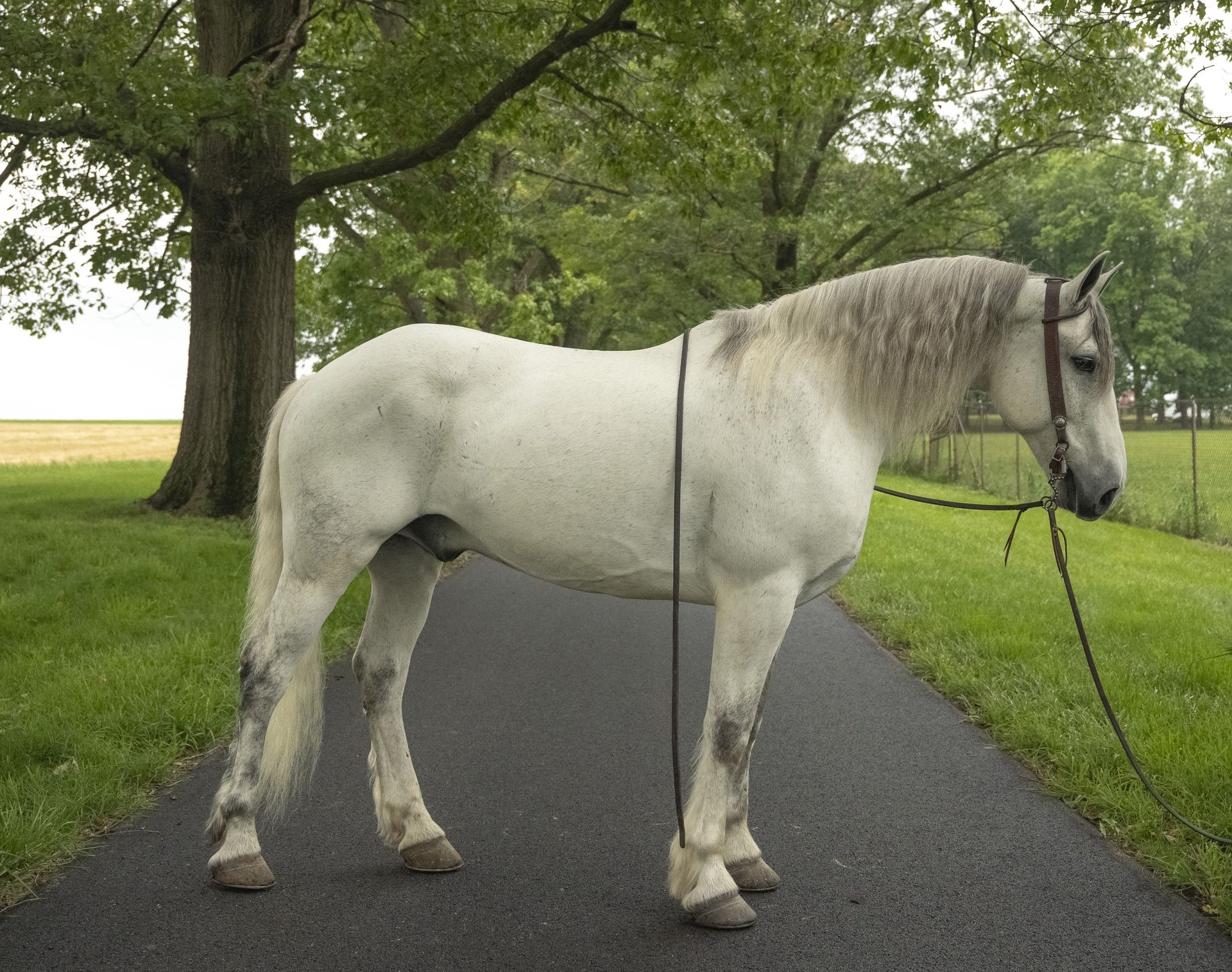 Gypsy Horse Gelding 7 years 15,3 hh Gray in Lancaster