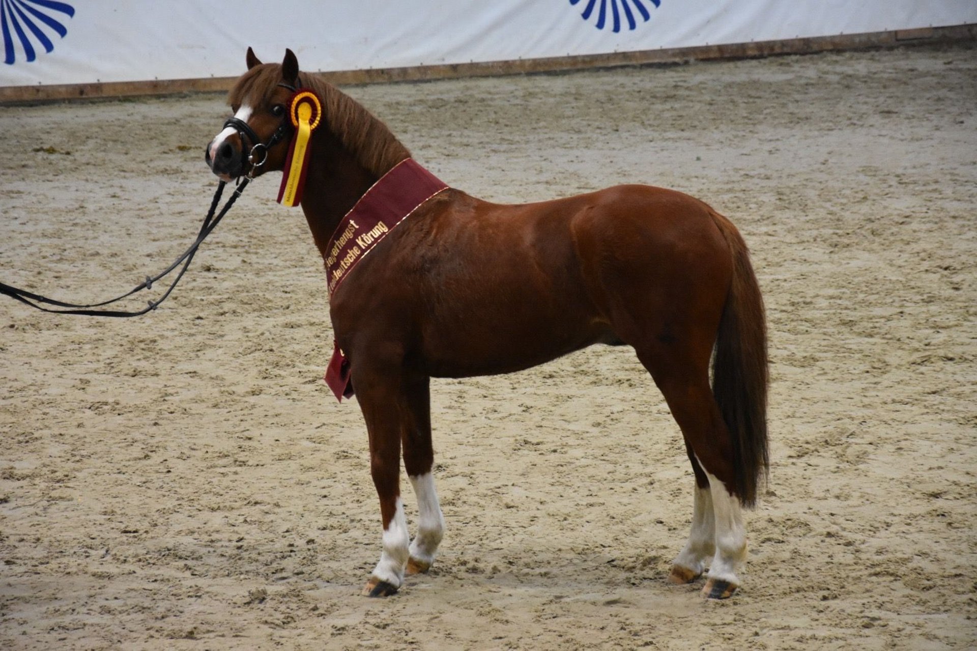 Welsh B Stallion 3 years 12,1 hh Chestnut-Red in Beuster