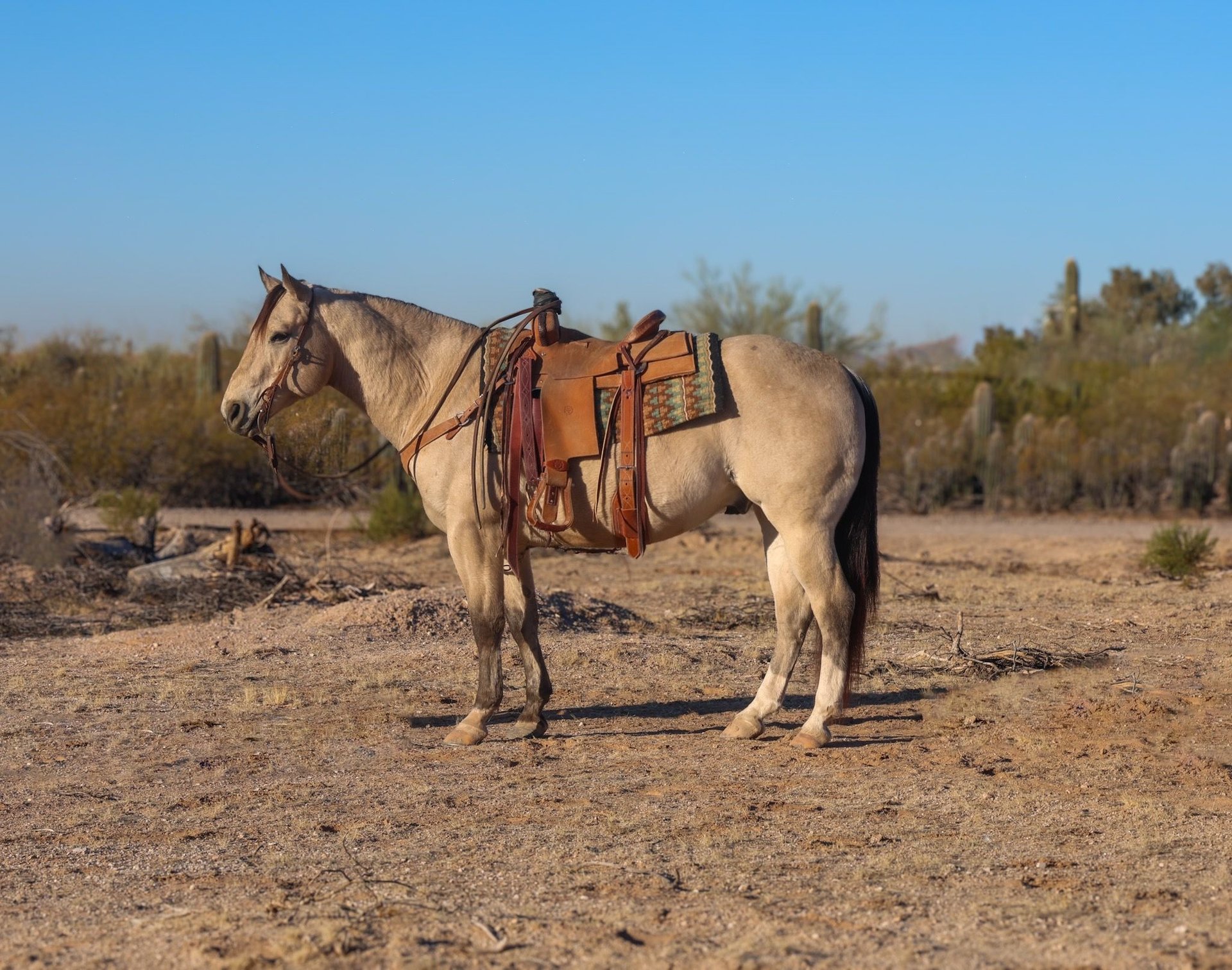 Caballo cuarto de milla Caballo castrado 9 años 150 cm Buckskin/Bayo in ...