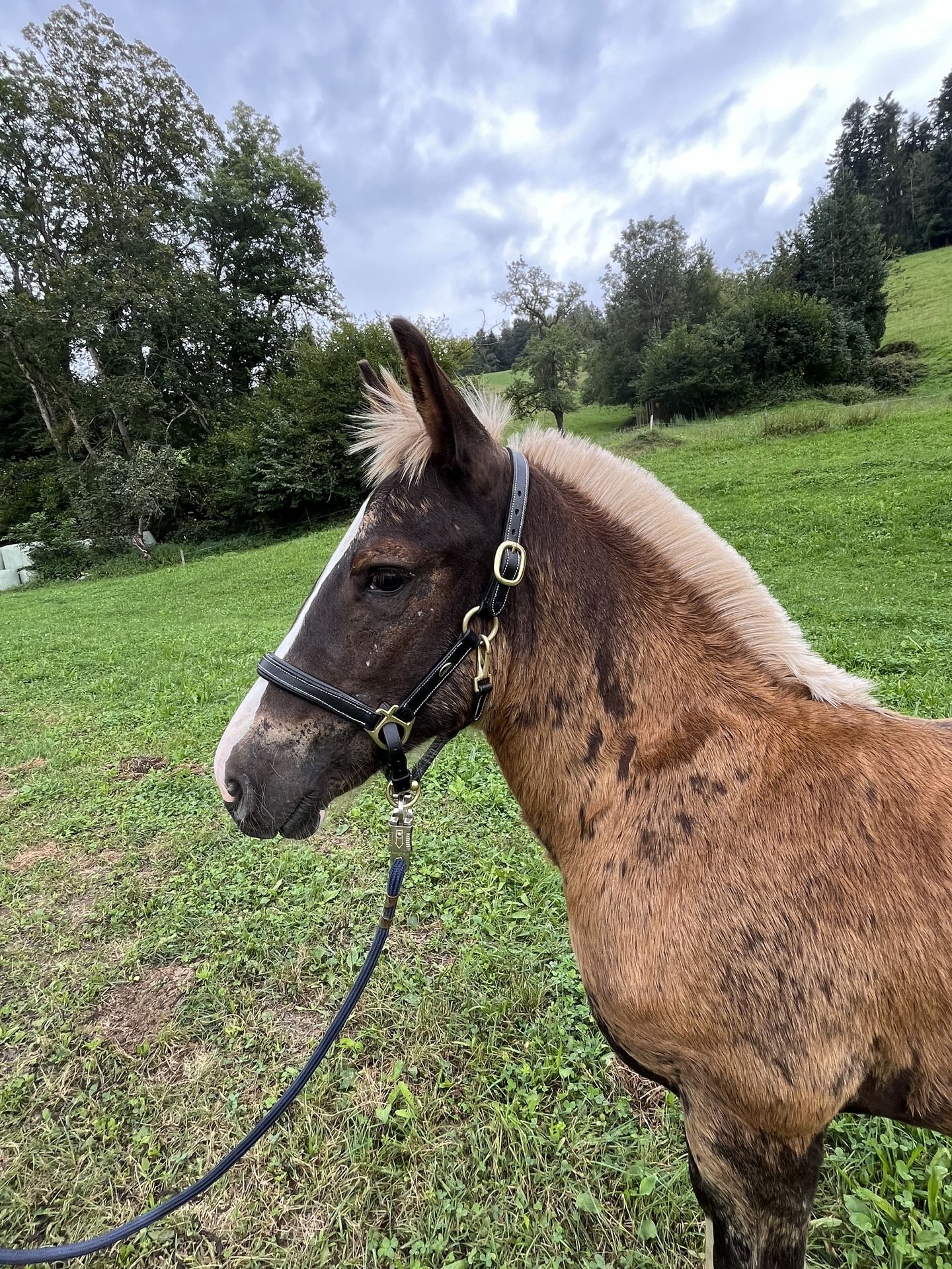 Schwarzwälder Fuchs Hengst Fohlen (05/2024) Dunkelfuchs in Stegen