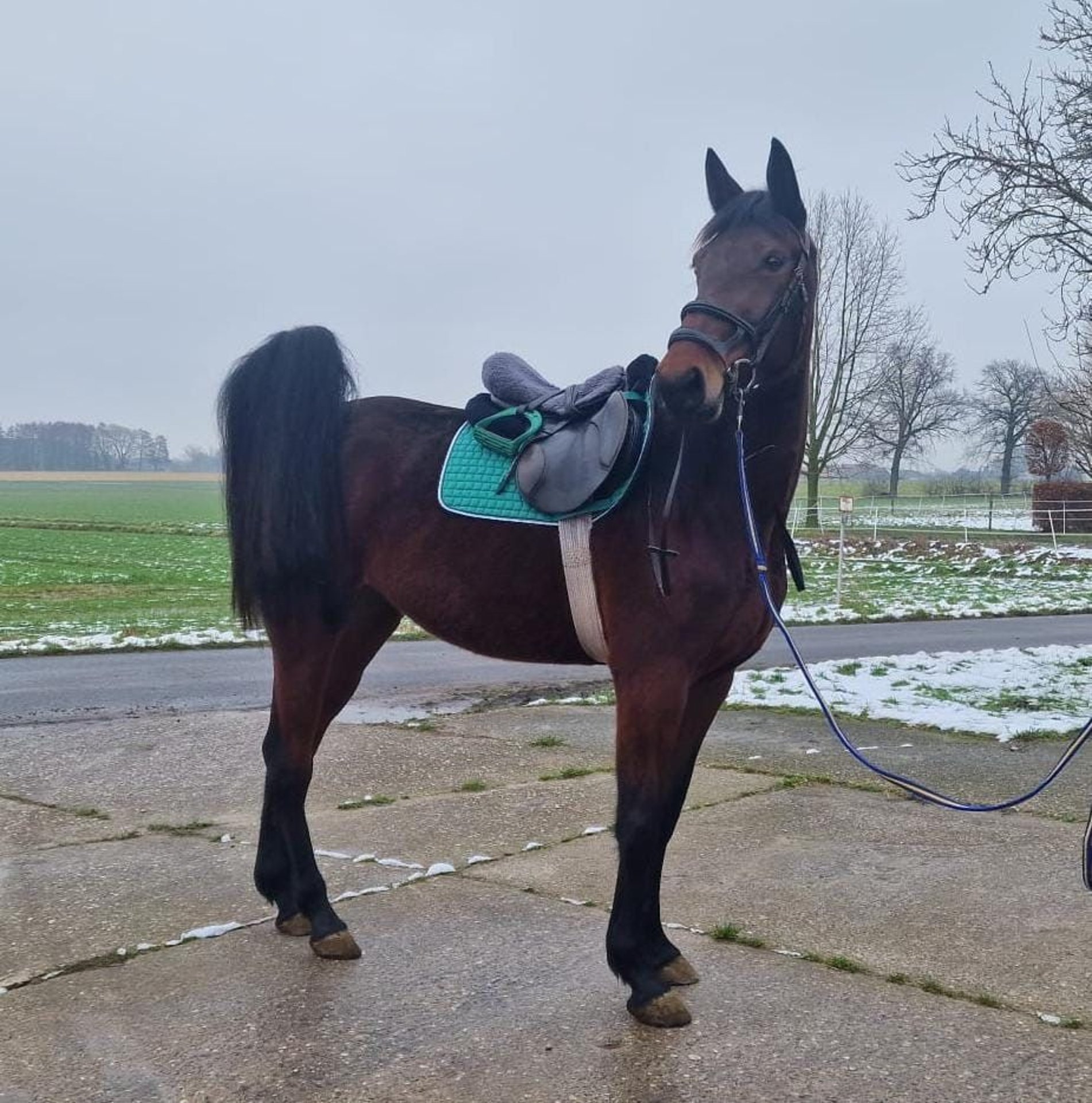German Trotter Mare 4 years 16 hh Bay-Dark in Möhnesee