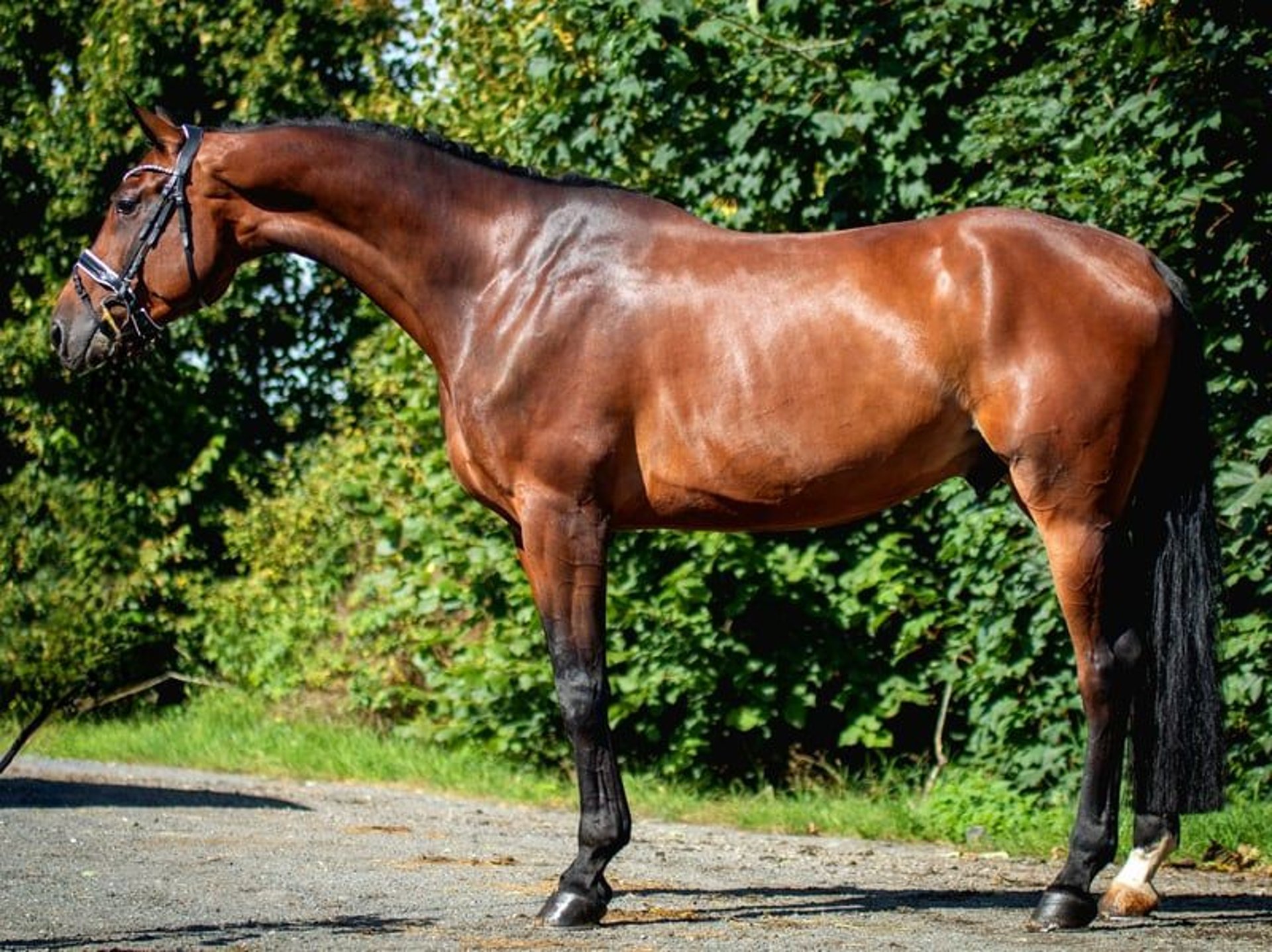 Caballo de deporte alemán Caballo castrado 10 años 180 cm Castaño ...