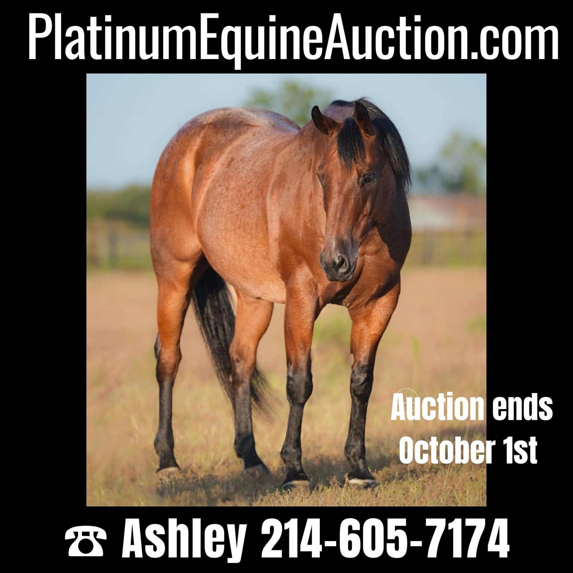 American Quarter Horse Gelding 14 years Roan-Bay in Weatherford TX