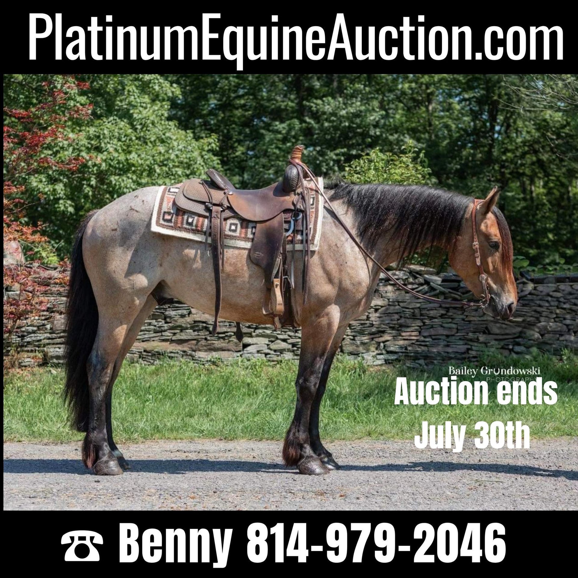 American Quarter Horse Gelding 4 years 15 hh Roan-Bay in Everett PA