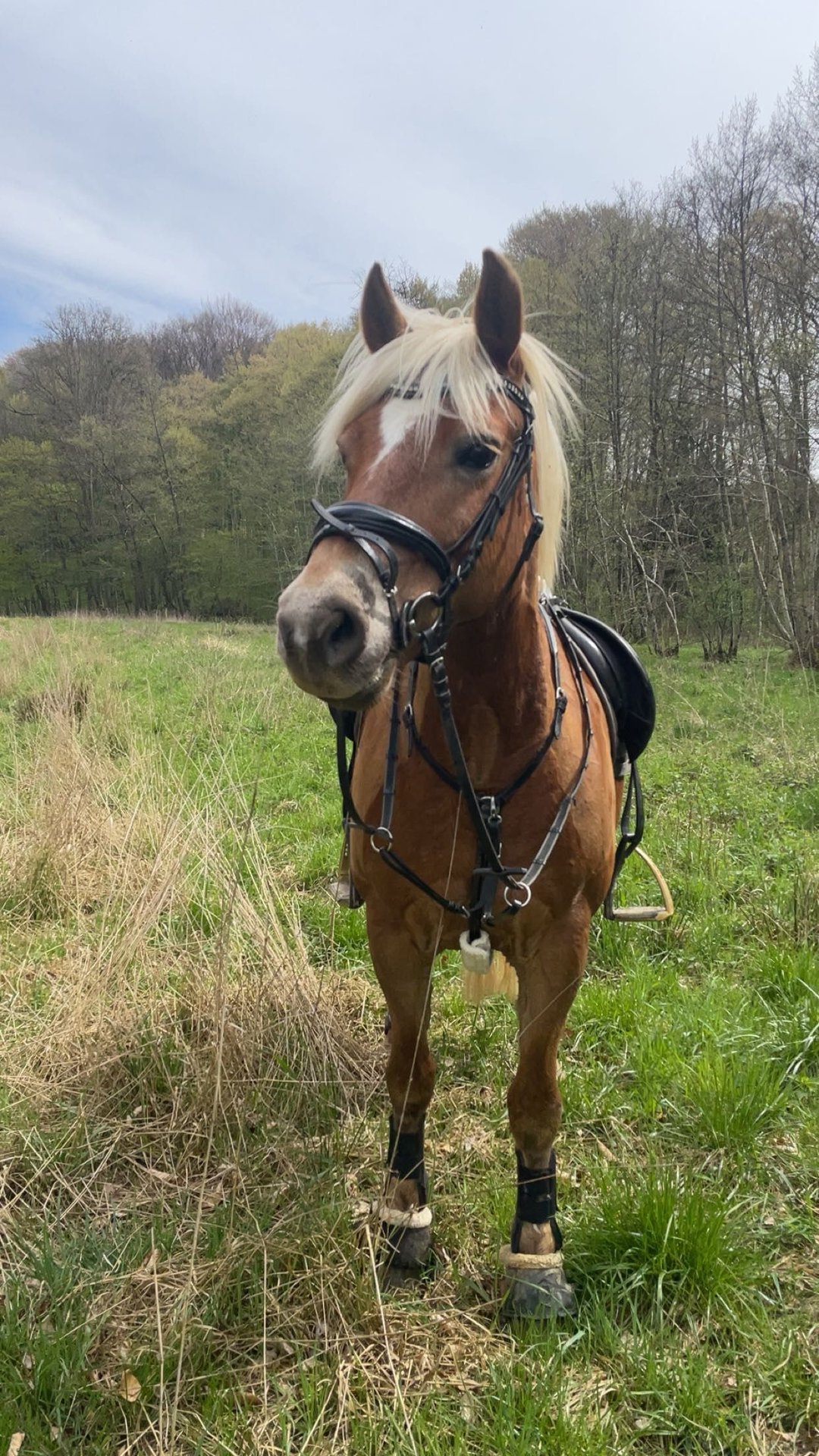 Haflinger Stute 10 Jahre 149 cm Dunkelfuchs in Straden