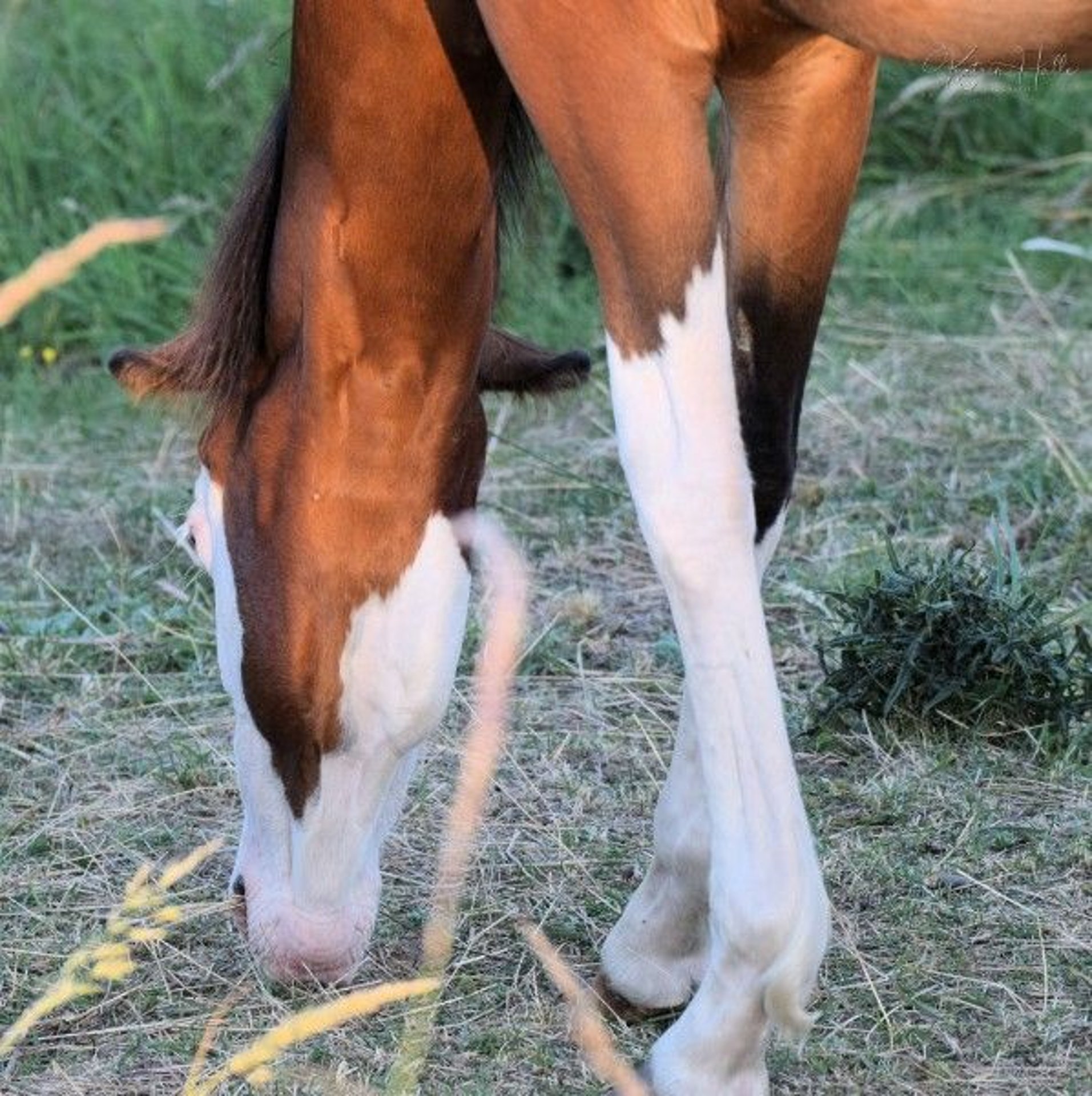 American Quarter Horse Stallion 4 years 14,2 hh Overo-all-colors in ...