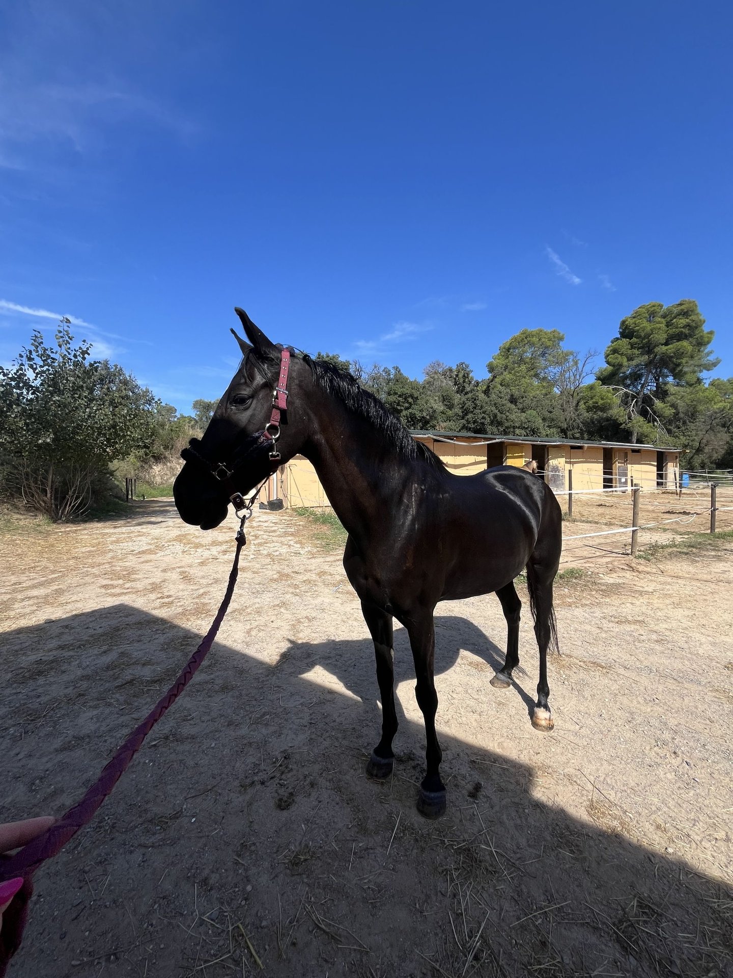 Hispano Arabian Mix Mare 15 years Black in Castellar del Valles