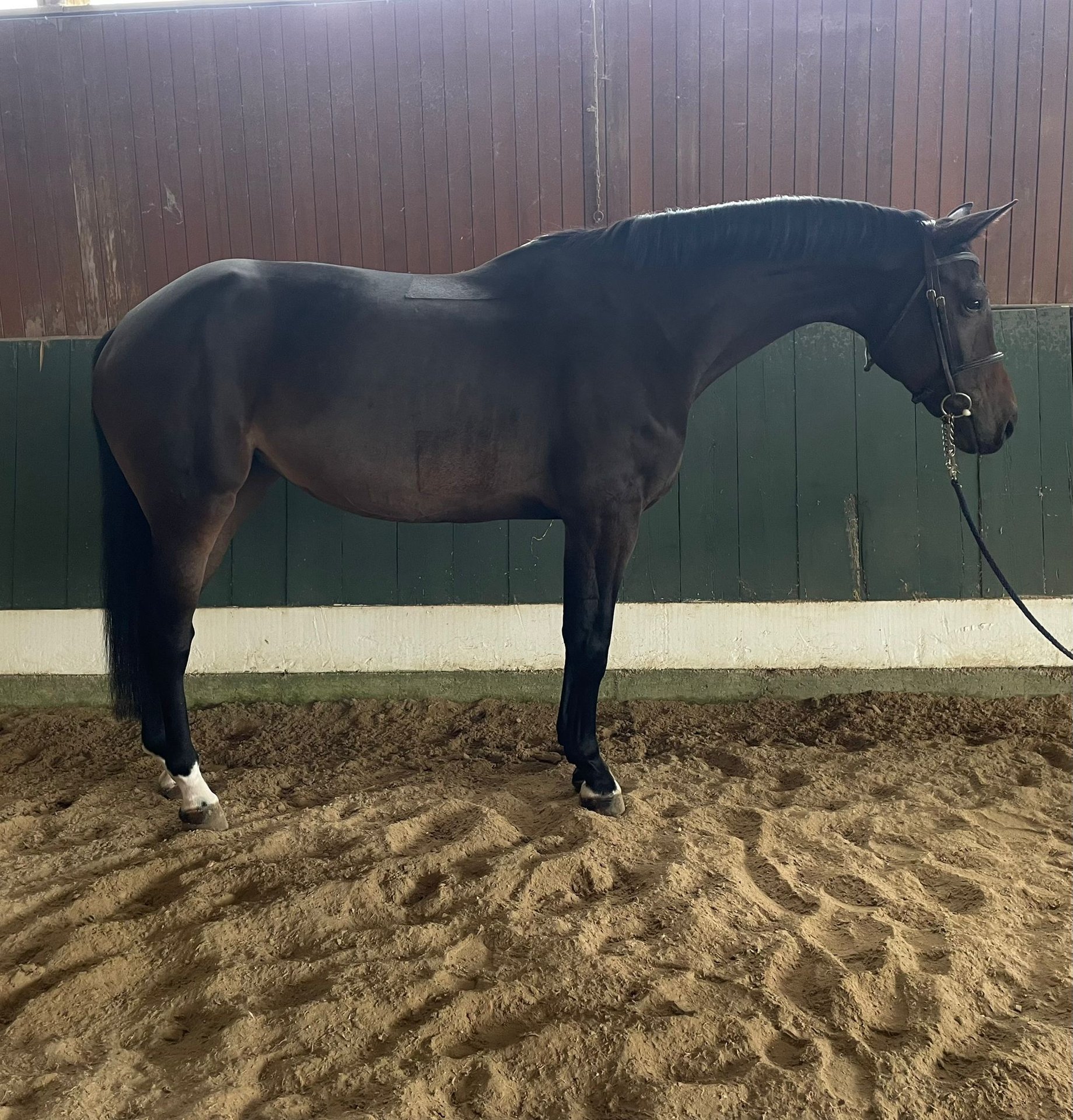 Oldenburger Springpferd Stute 8 Jahre 168 cm Dunkelbrauner in Loßburg