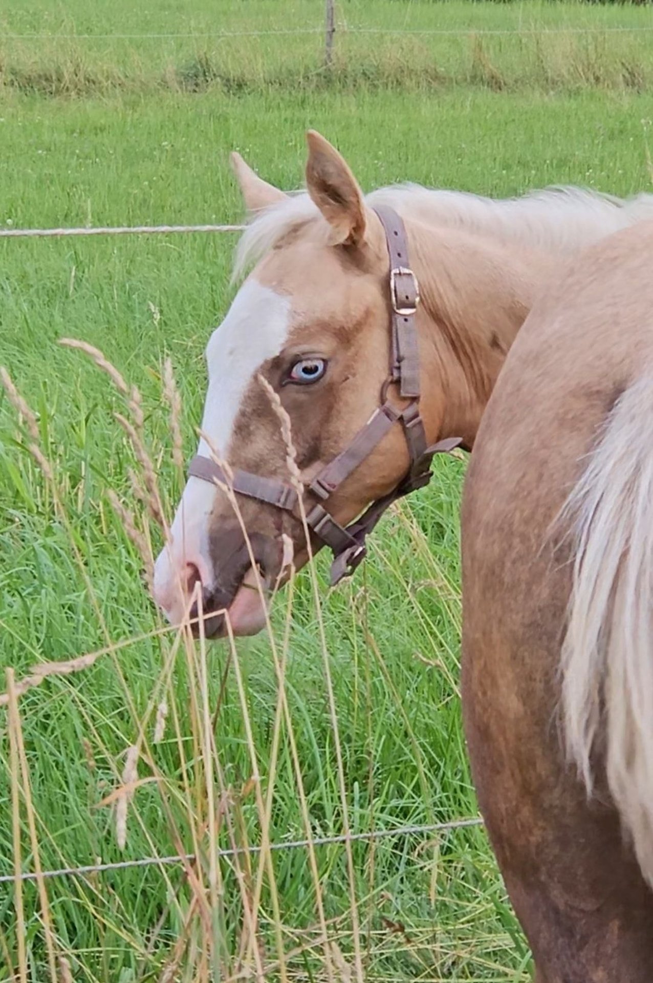 American Quarter Horse Stute Fohlen (03/2025) 152 cm in Halfing
