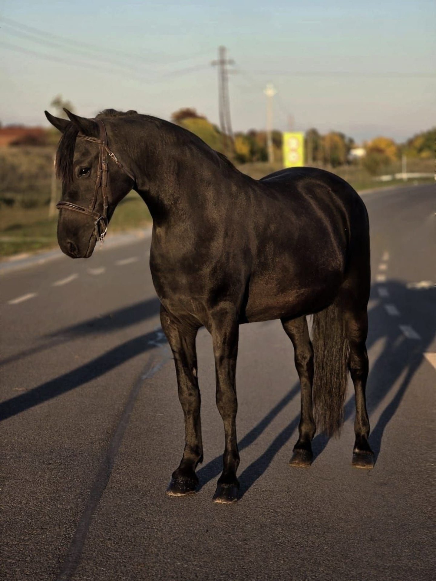 Weitere Ponys/Kleinpferde Stute 7 Jahre 150 cm Rappe in Békéscsaba