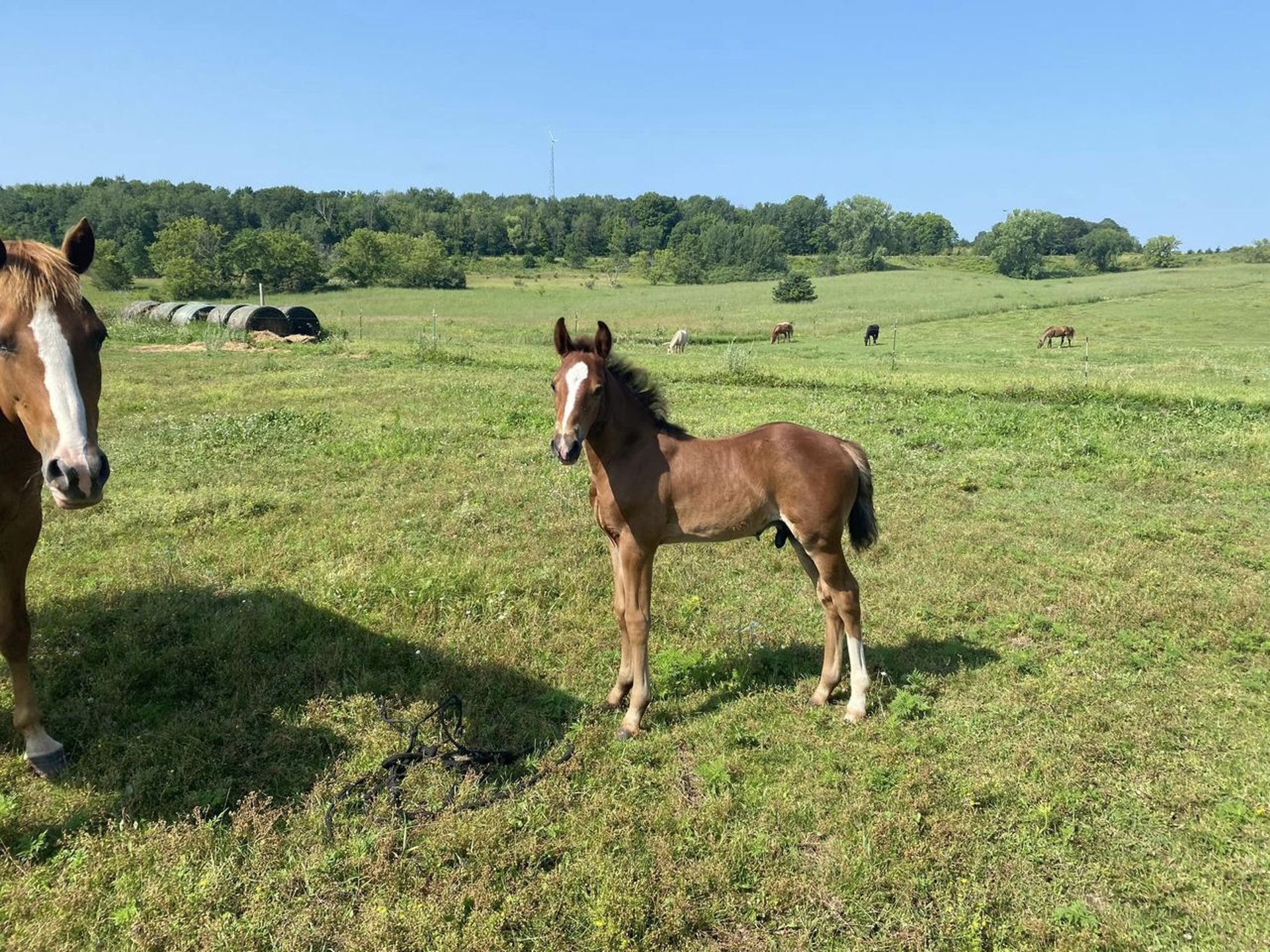 Rocky Mountain horse Étalon Poulain (03/2024) 150 cm Bai cerise in ...