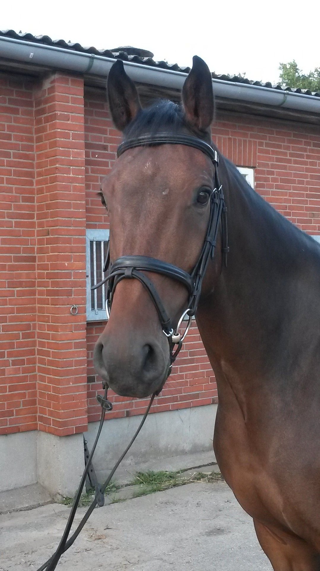 Holsteiner Wallach 9 Jahre 167 cm Dunkelbrauner in Hingstheide