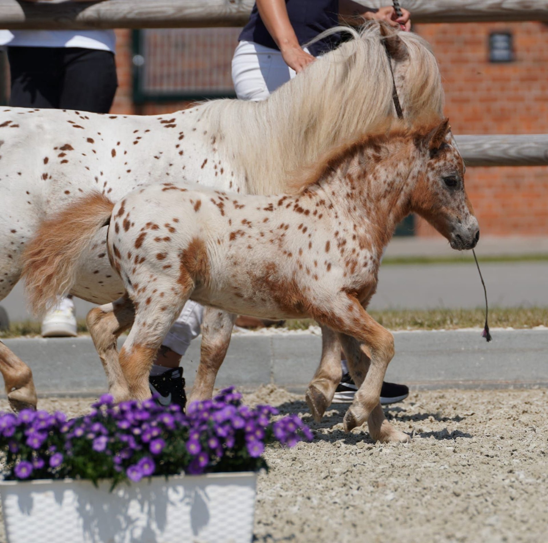 Mini Shetland Pony Stute Fohlen (05/2023) 85 cm Tigerschecke in Lüdersdorf