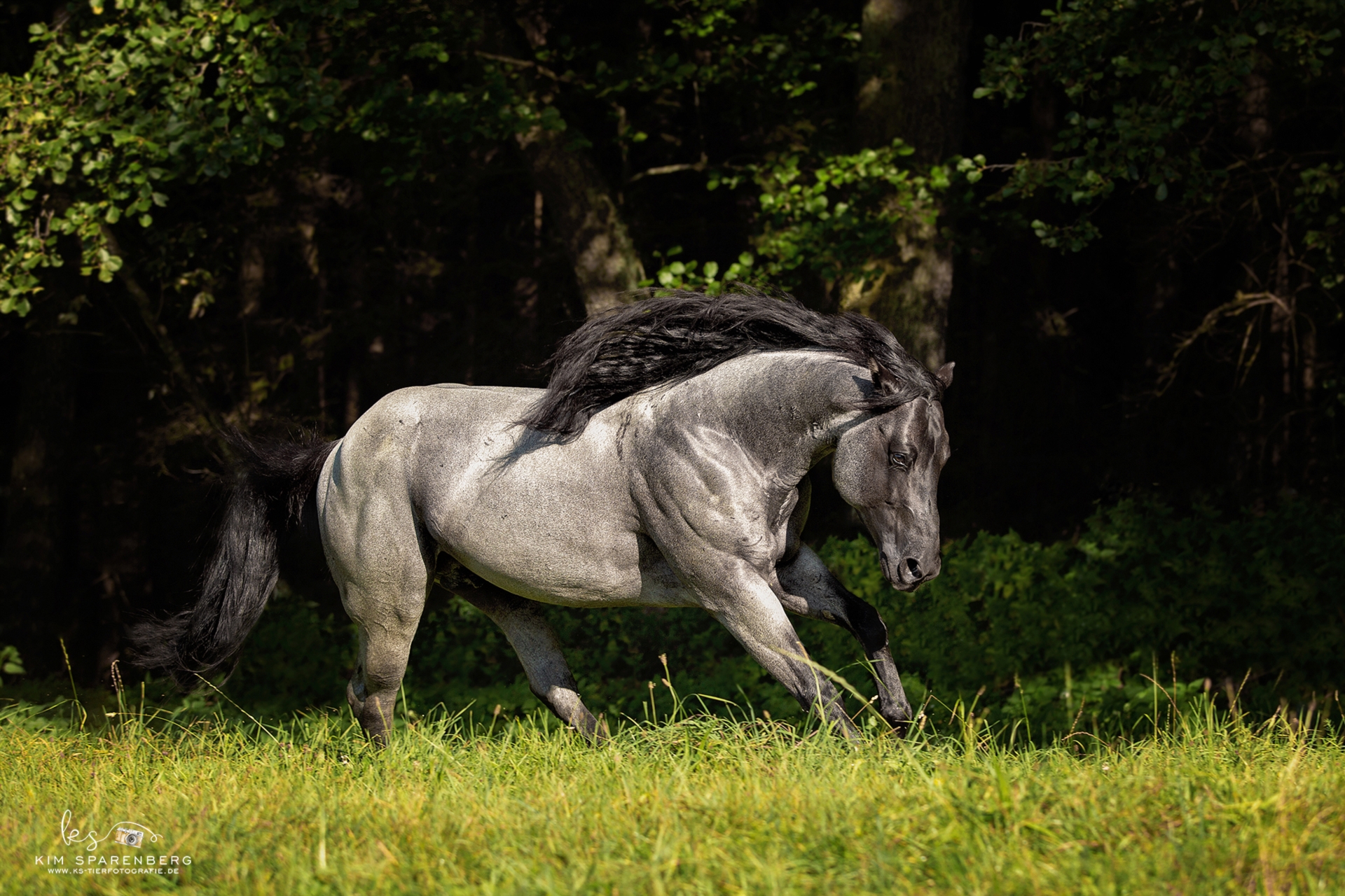 MJM SALTYS BLUE EZRA Caballo cuarto de milla Semental Ruano azulado in ...