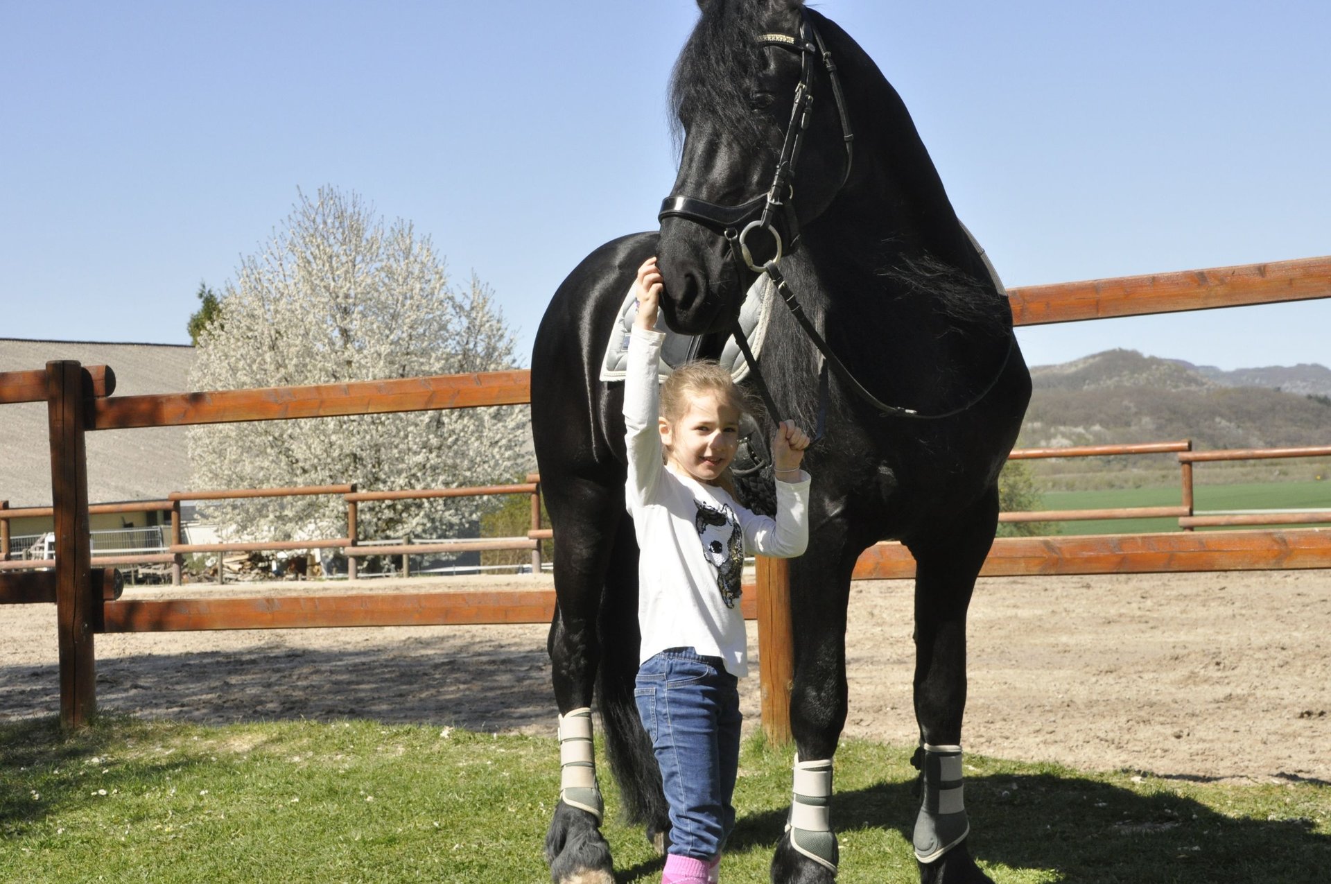 Frisone / Frisone Occidentale Stallone 6 Anni 165 cm Morello in Ochtendung