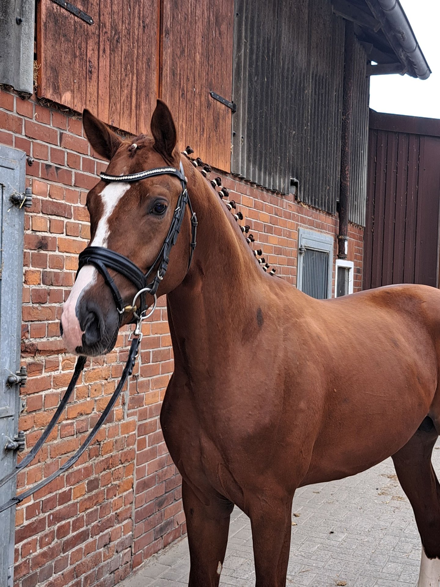 Hannoveraan Hengst 2 Jaar 168 cm Vos in Syke